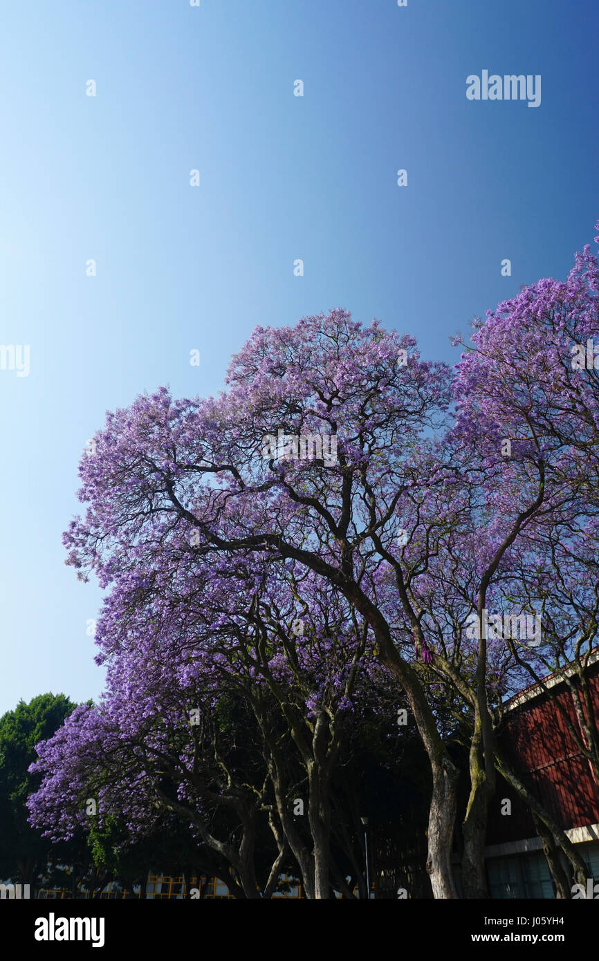 Spring in mexico city jacaranda hi-res stock photography and images - Alamy