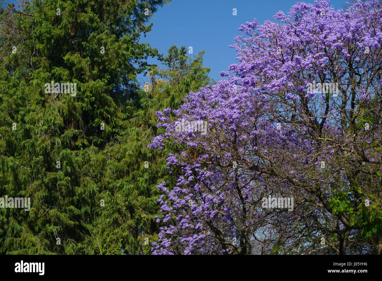 Jacaranda tree in bloom in spring, Mexico City, Mexico Stock Photo - Alamy