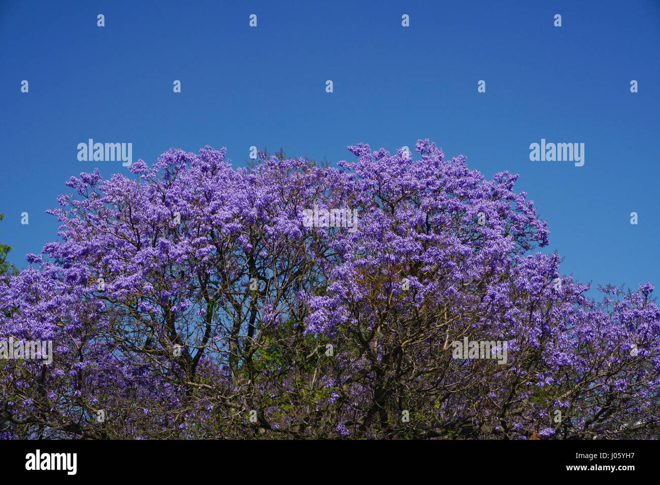 Jacaranda tree in bloom in spring, Mexico City, Mexico Stock Photo - Alamy