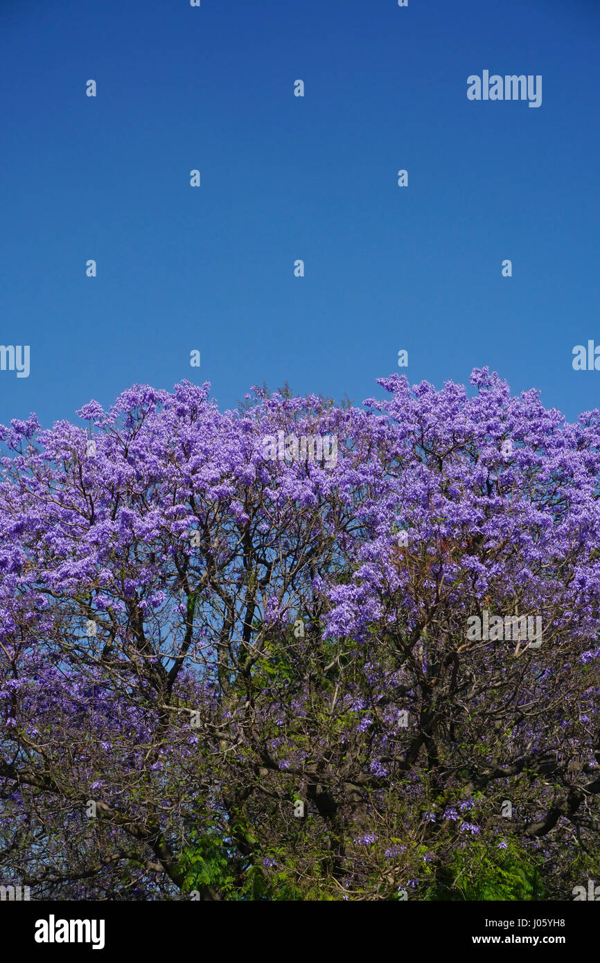 Jacaranda tree in bloom in spring, Mexico City, Mexico Stock Photo - Alamy