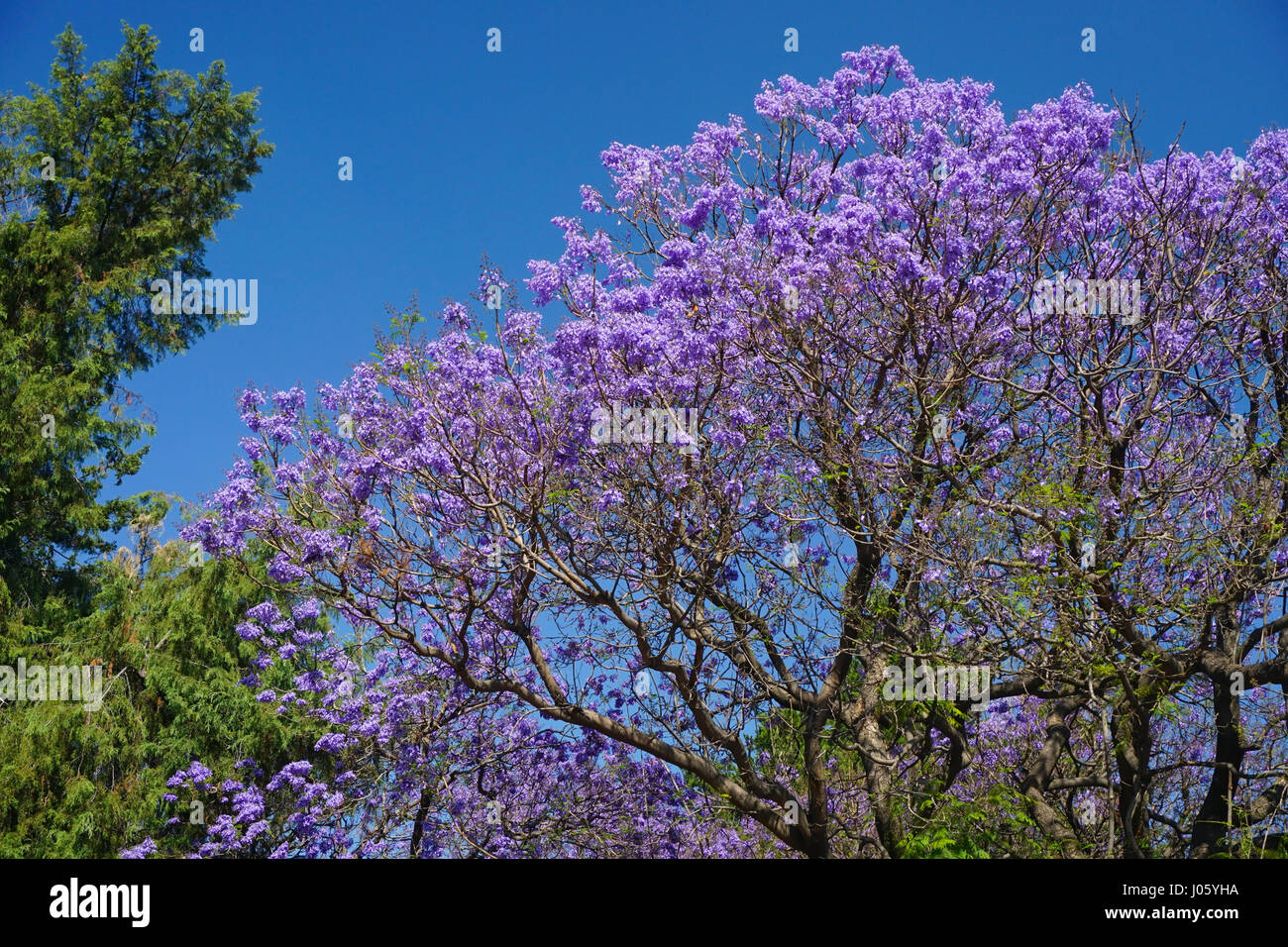 Jacaranda tree in bloom in spring, Mexico City, Mexico Stock Photo - Alamy