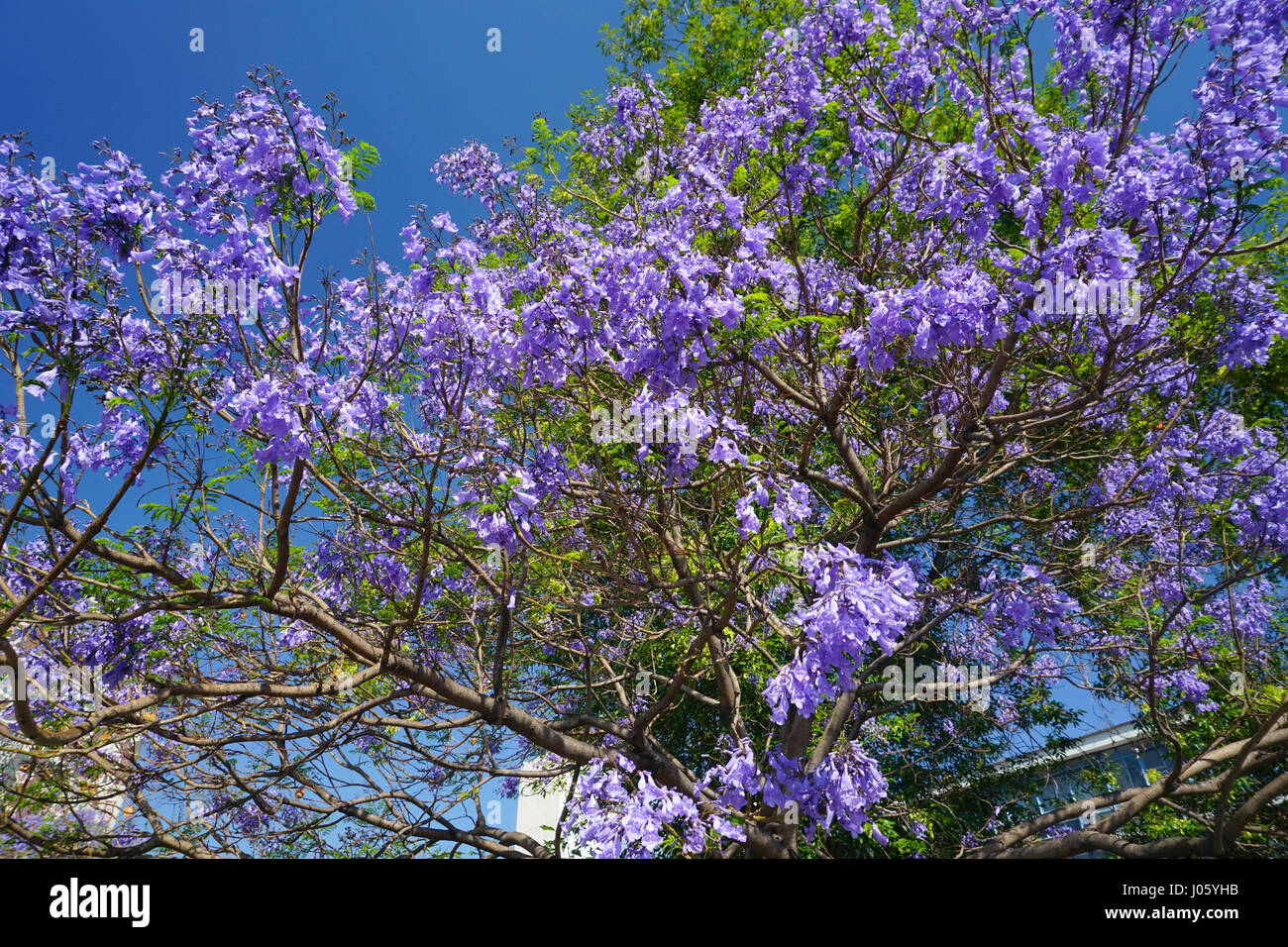 Spring in mexico city jacaranda hi-res stock photography and images - Alamy