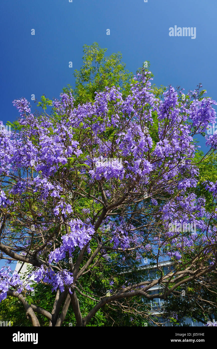 Jacaranda tree in bloom hi-res stock photography and images - Alamy