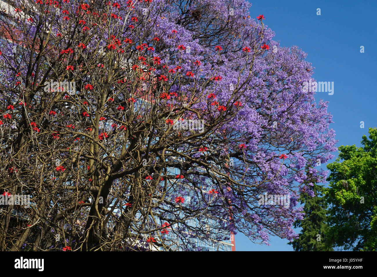 Red Jacaranda Tree