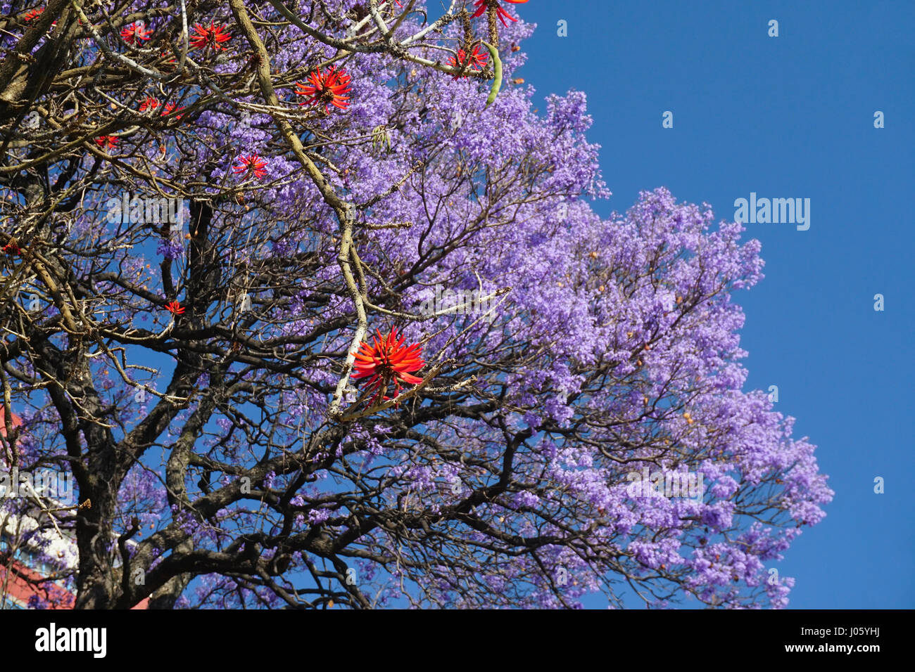 Jacaranda tree with purple flowers and red Erythrina tree (Erythrina ...
