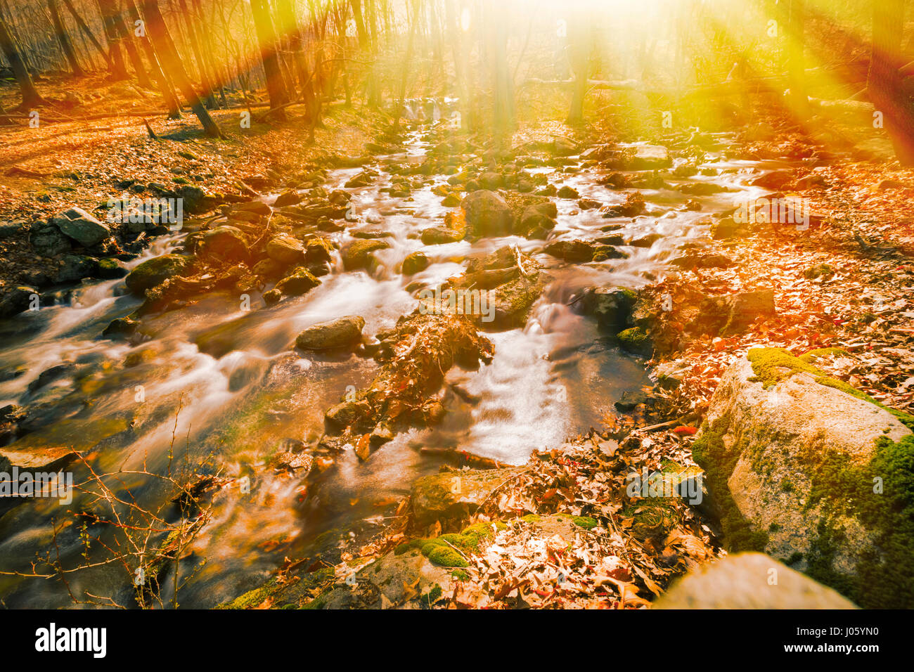 Sunlit forest creek flowing through a colorful foliage Stock Photo - Alamy