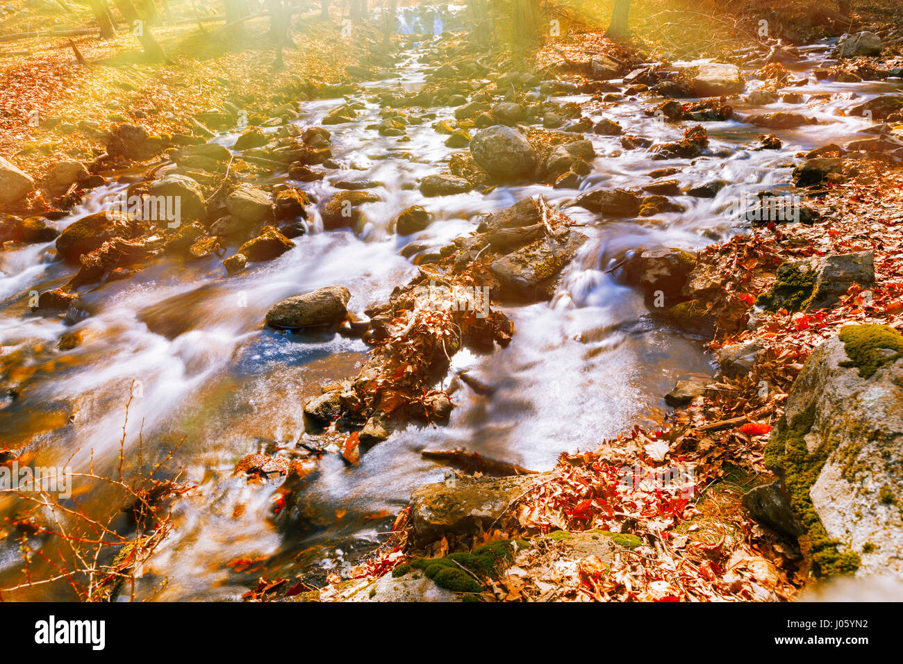 Sunlit forest creek flowing through a colorful foliage Stock Photo - Alamy