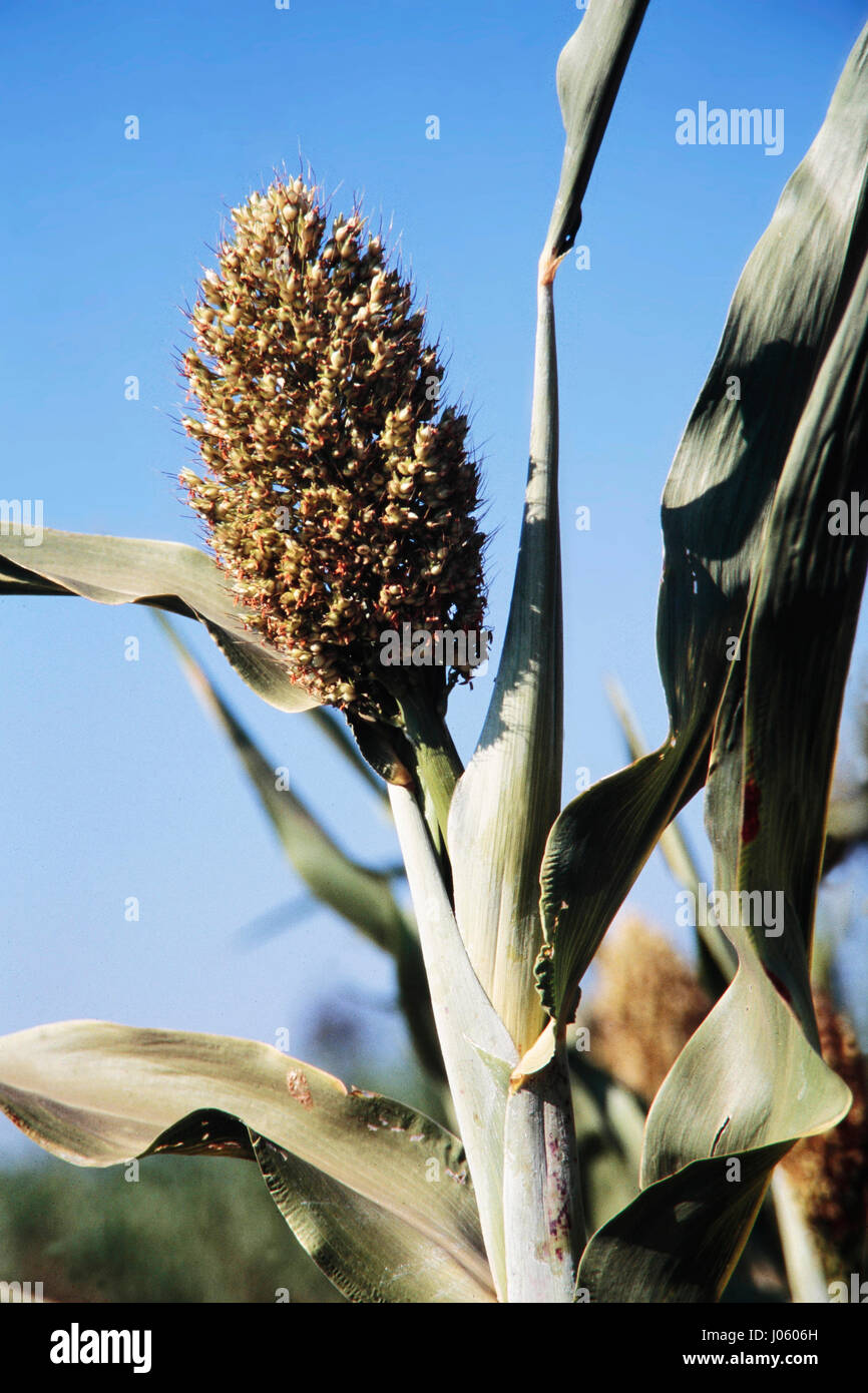 Jowar crop hi-res stock photography and images - Alamy