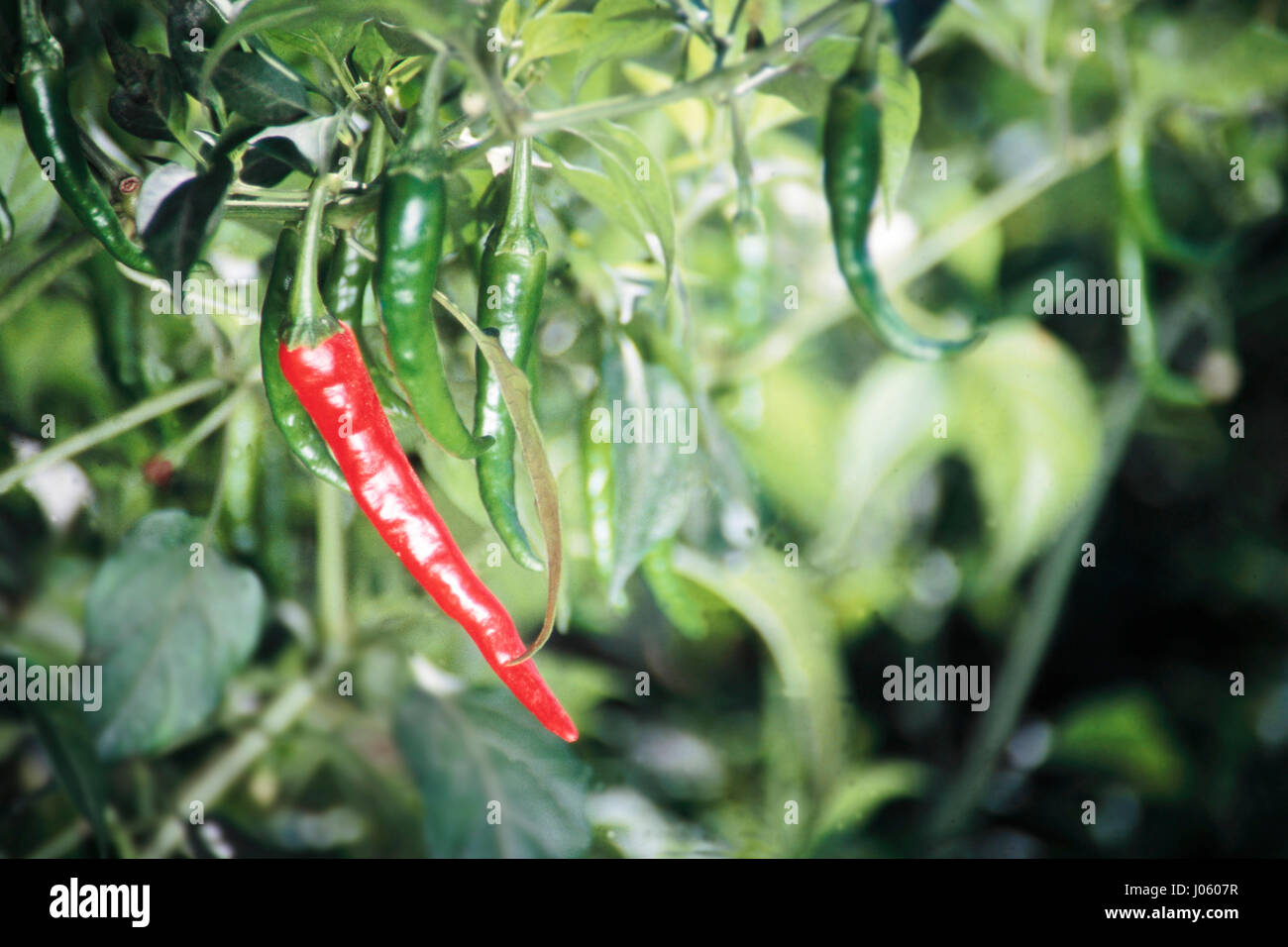 Green Chilli Hanging High Resolution Stock Photography and Images - Alamy