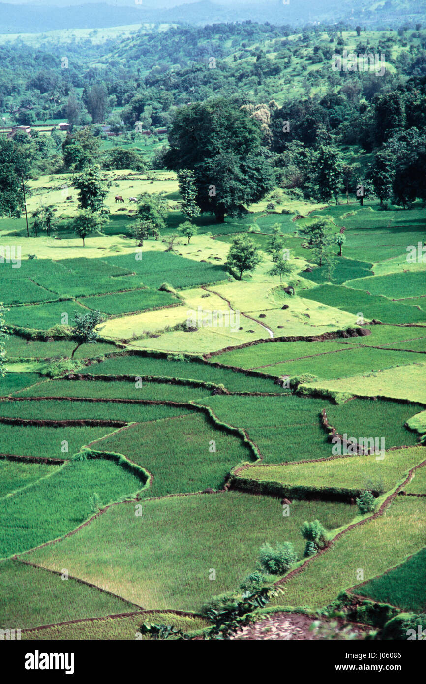 Paddy fields, terracing, terrace cultivation, terrace farming ...