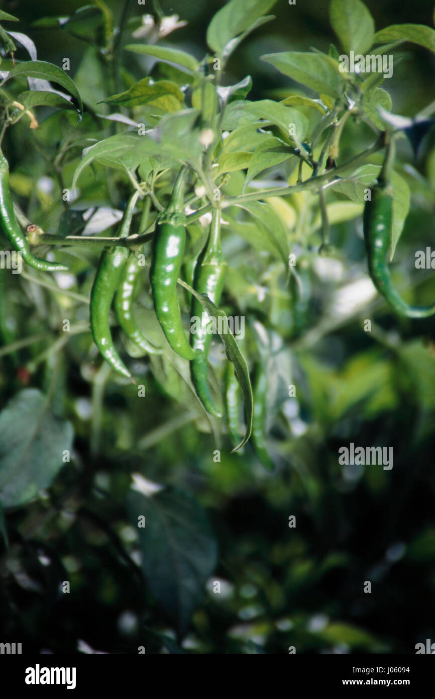Green chilli tree hi-res stock photography and images - Alamy