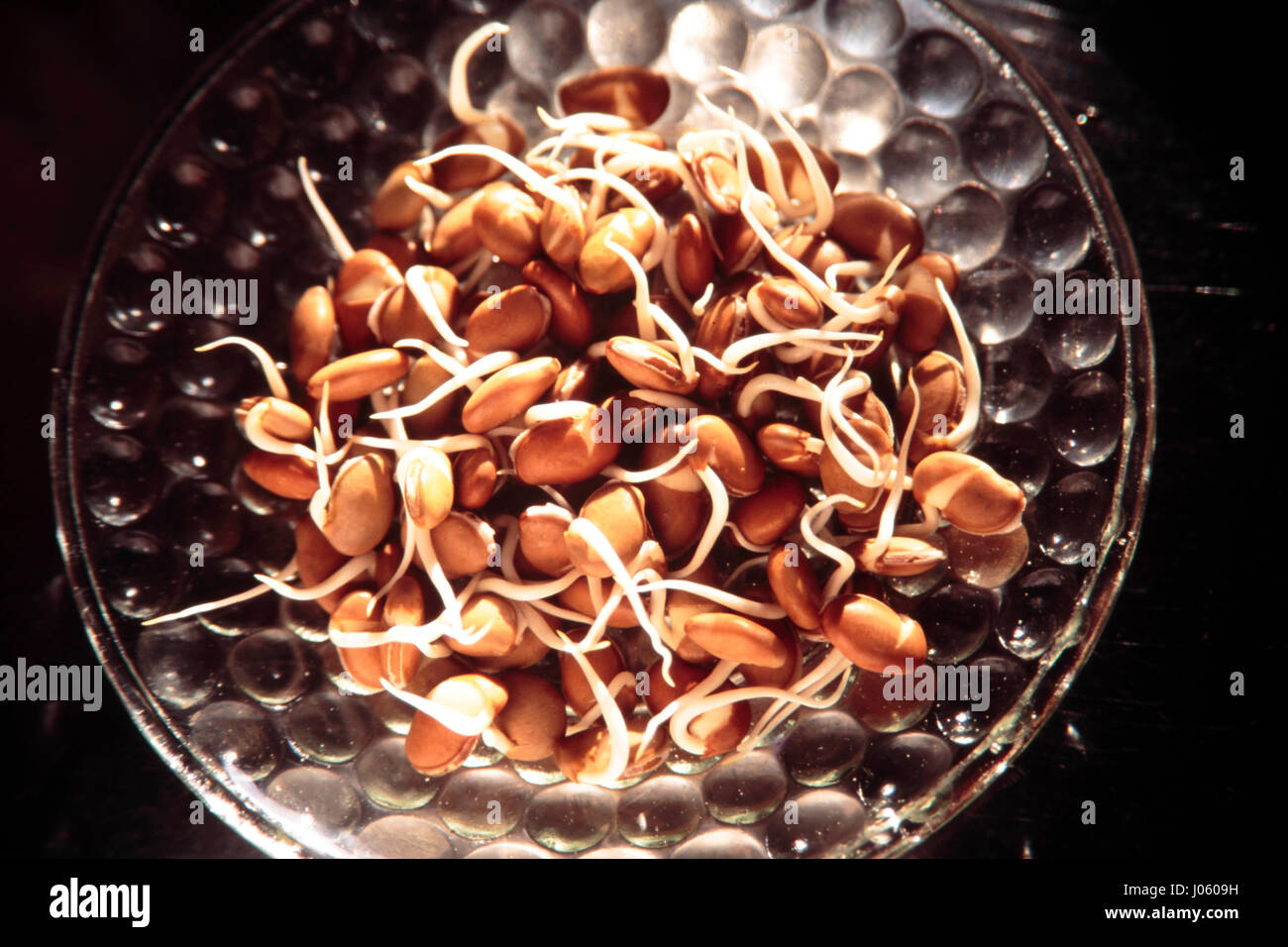 Edible pulse hi-res stock photography and images - Alamy