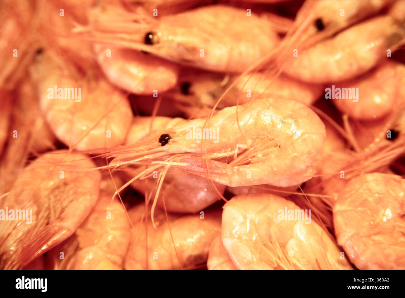 Prawns fish, india, asia Stock Photo - Alamy