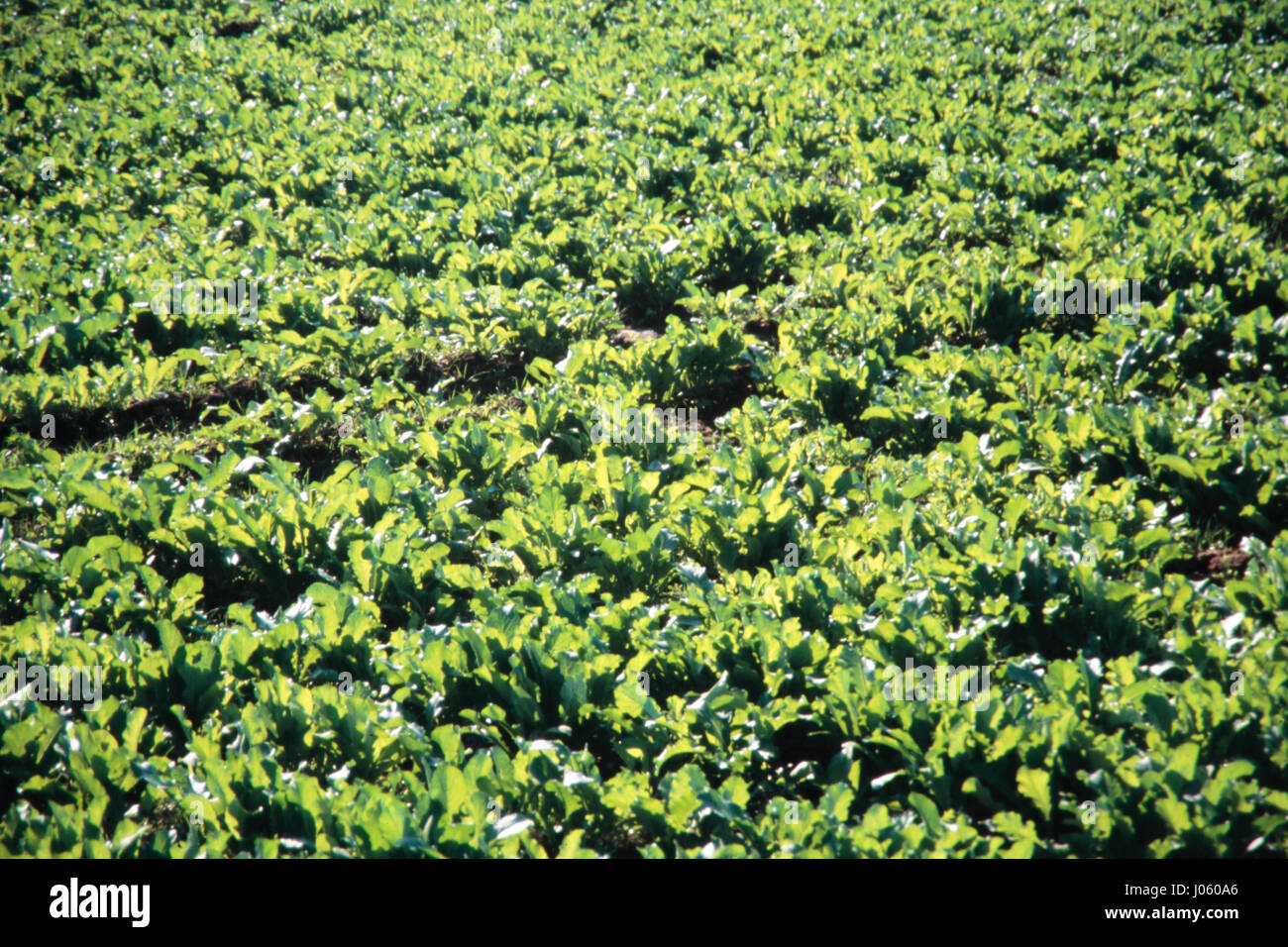 Indian radish hi-res stock photography and images - Alamy
