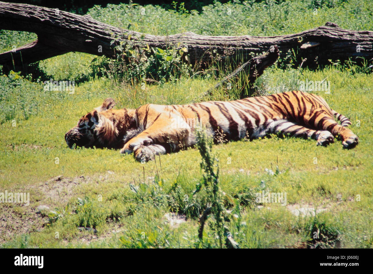 Ang 251864 hi-res stock photography and images - Alamy