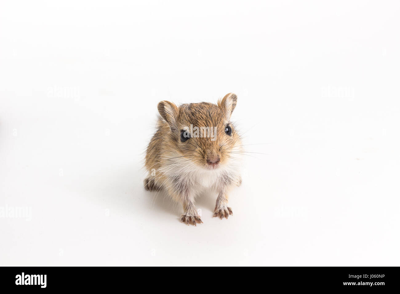 Litter Mongolian gerbil, Desert Rat on white background Stock Photo - Alamy