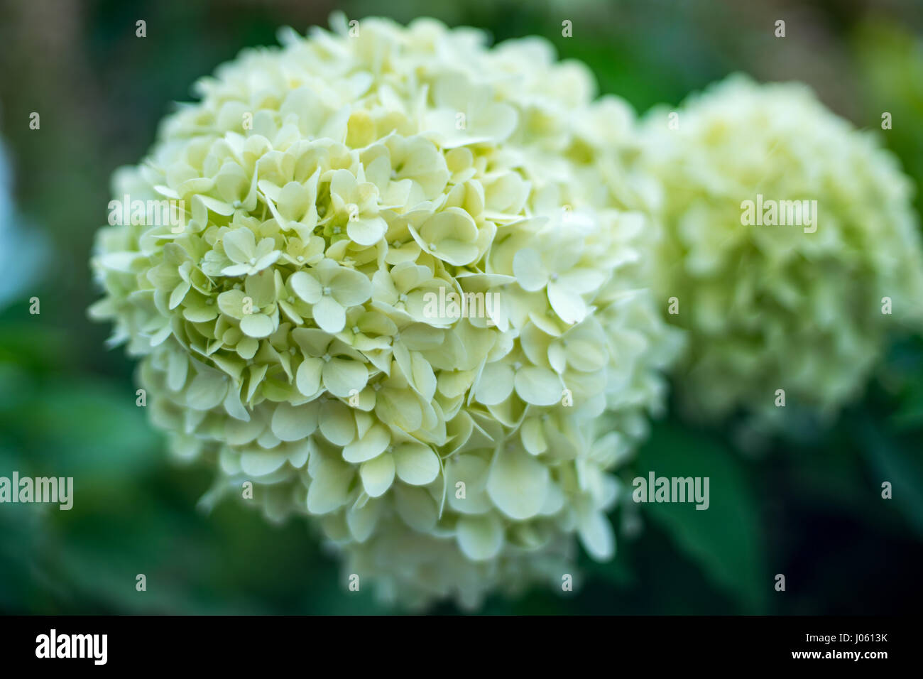 white hydrangea flower - background Stock Photo - Alamy