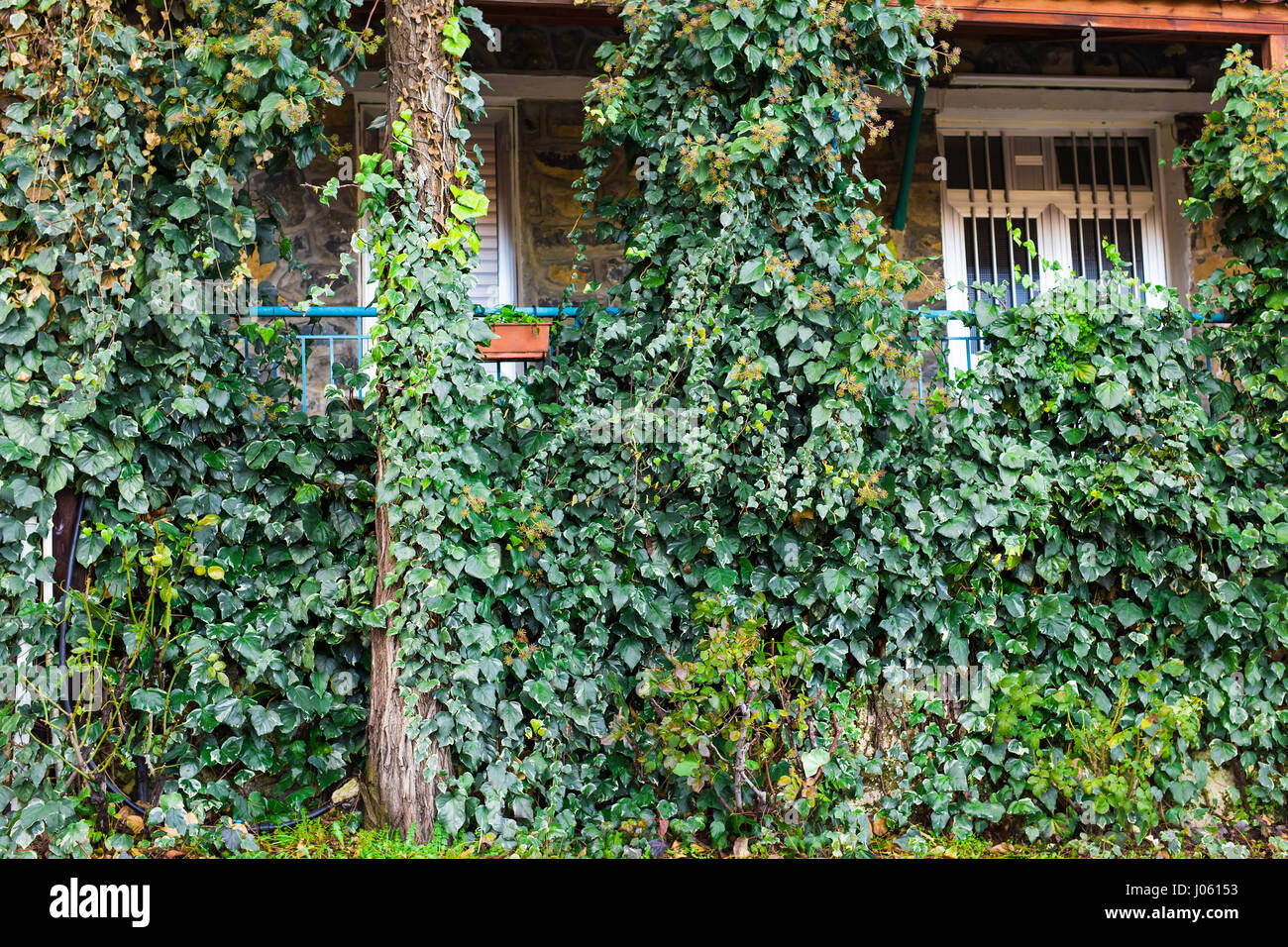 urban brick wall with leaves Stock Photo - Alamy