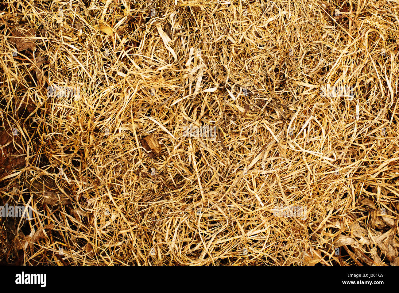 Straw background close-up, texture of dried straw Stock Photo - Alamy