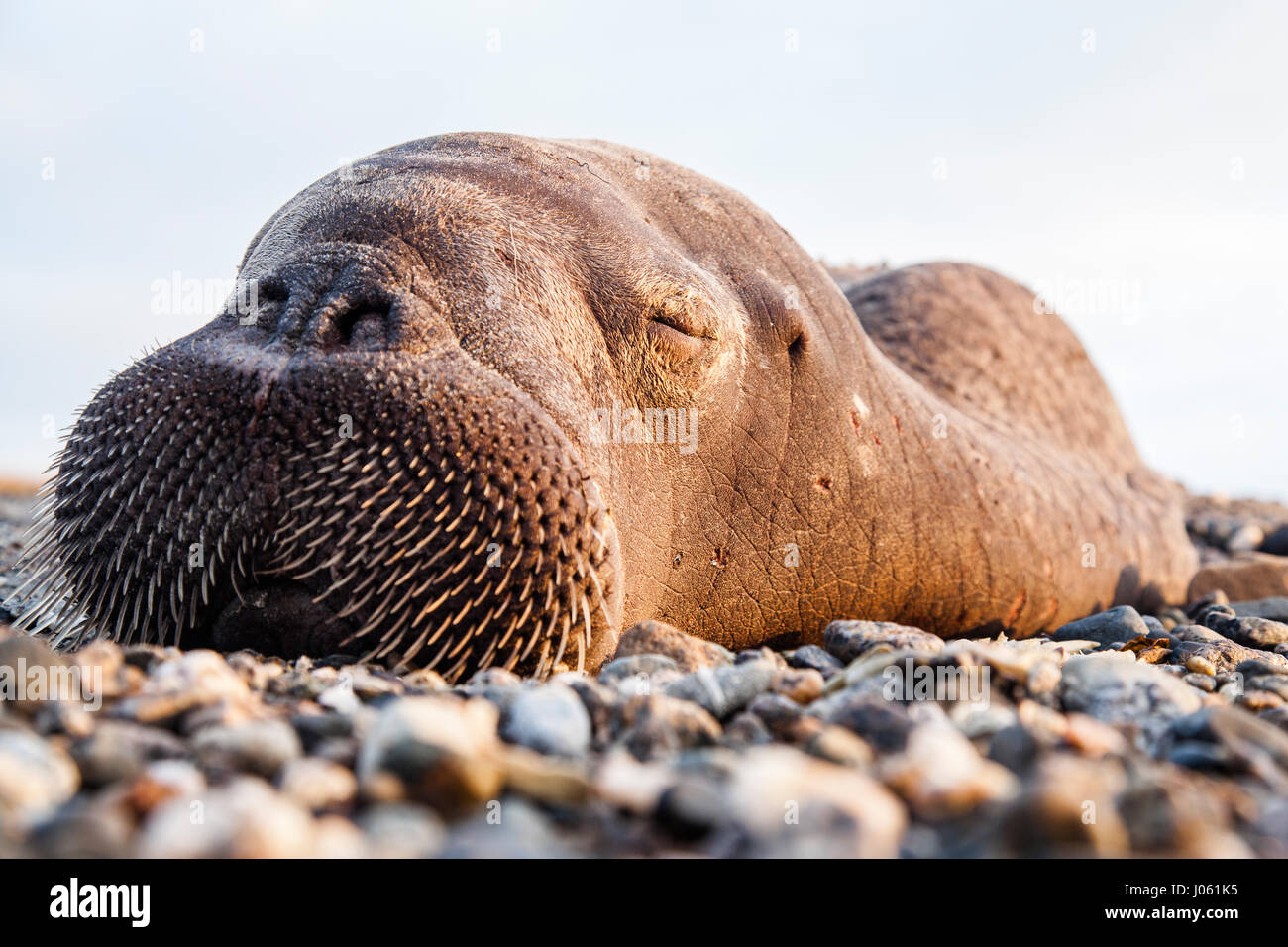 Walrus flat hi-res stock photography and images - Alamy