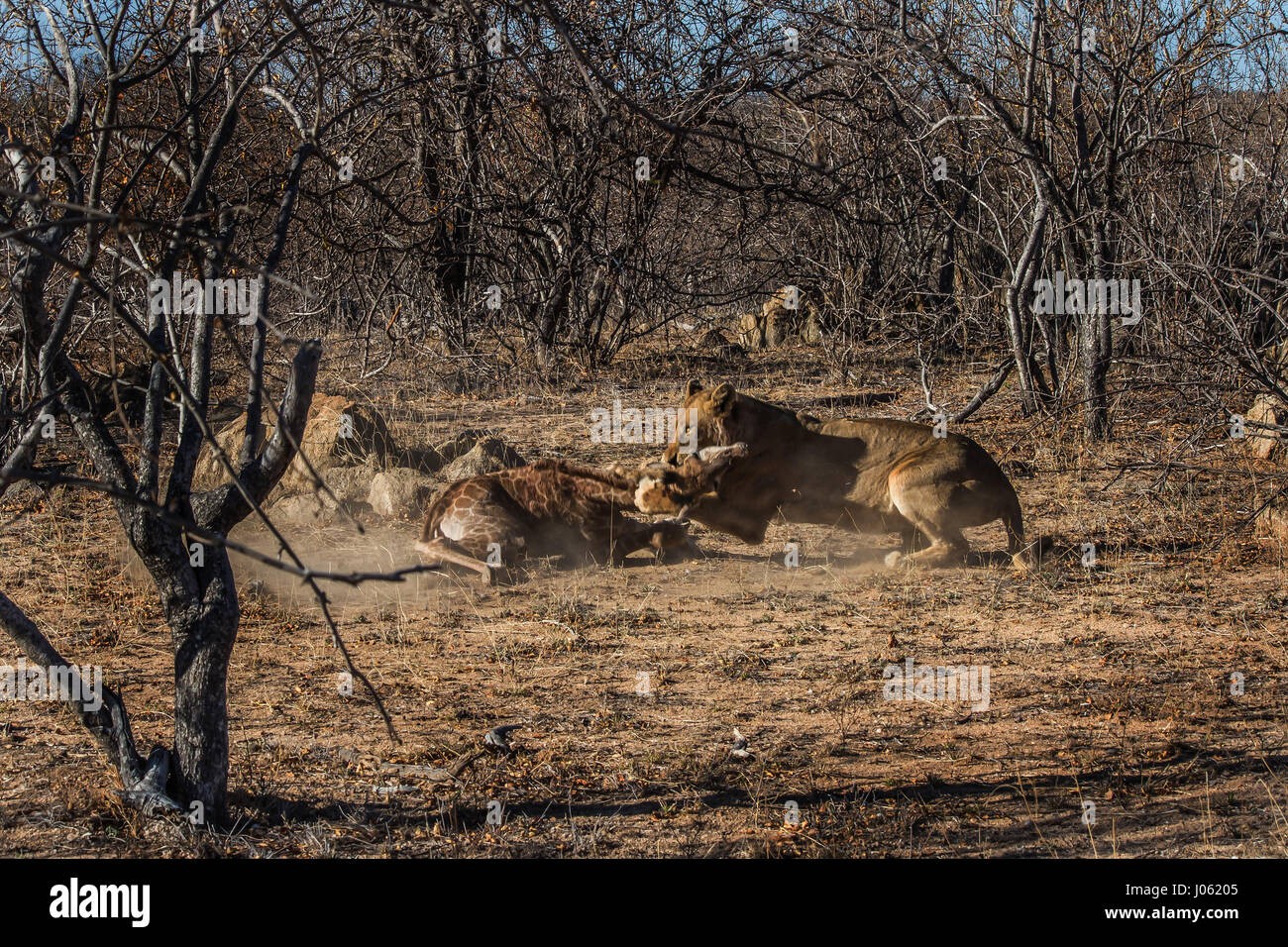 Predator defence hi-res stock photography and images - Alamy