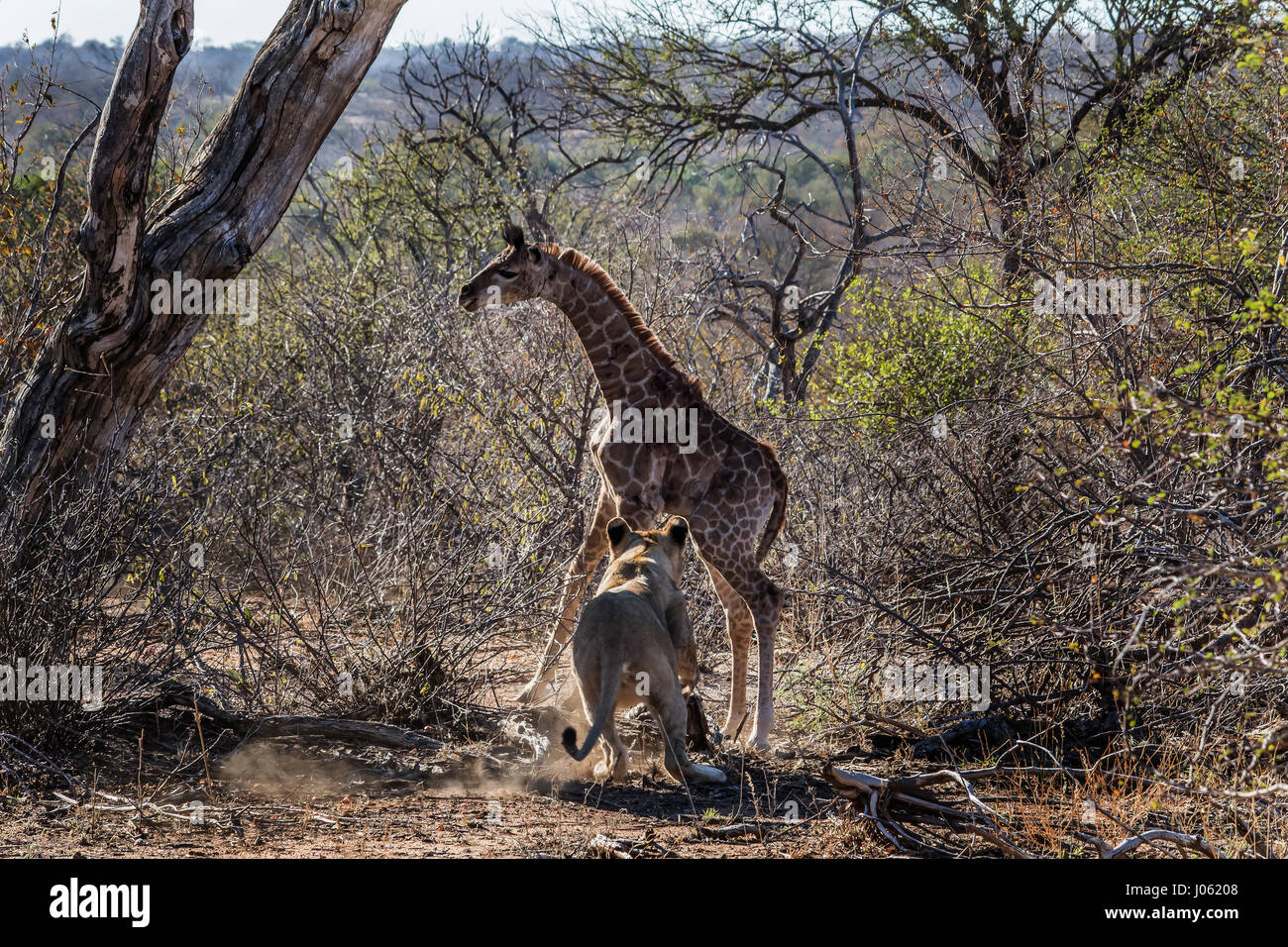 Lionesses hunting giraffe hi-res stock photography and images - Alamy