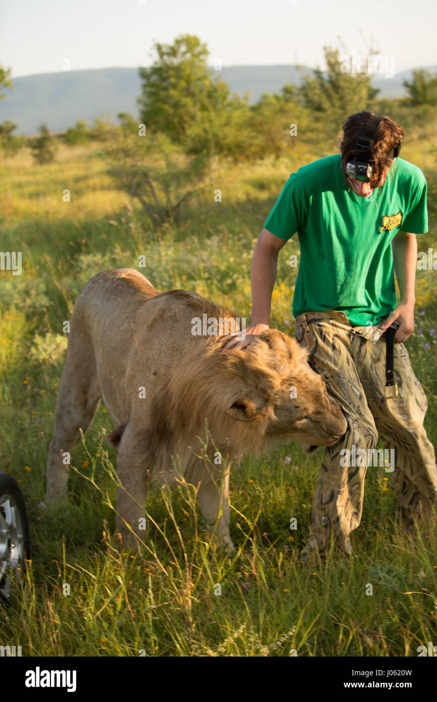 Lion pose hi-res stock photography and images - Alamy