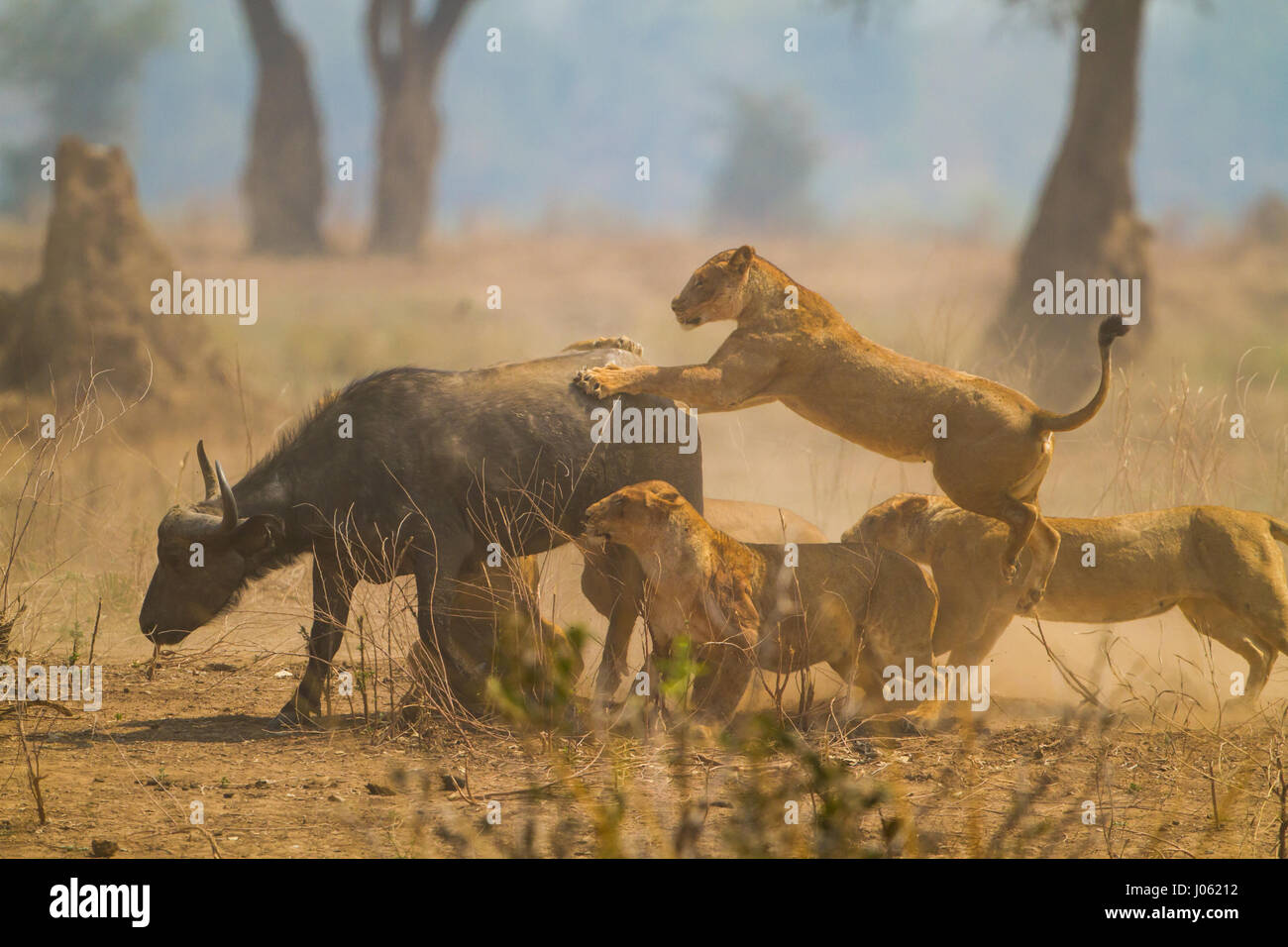 Killing lions hi-res stock photography and images - Alamy