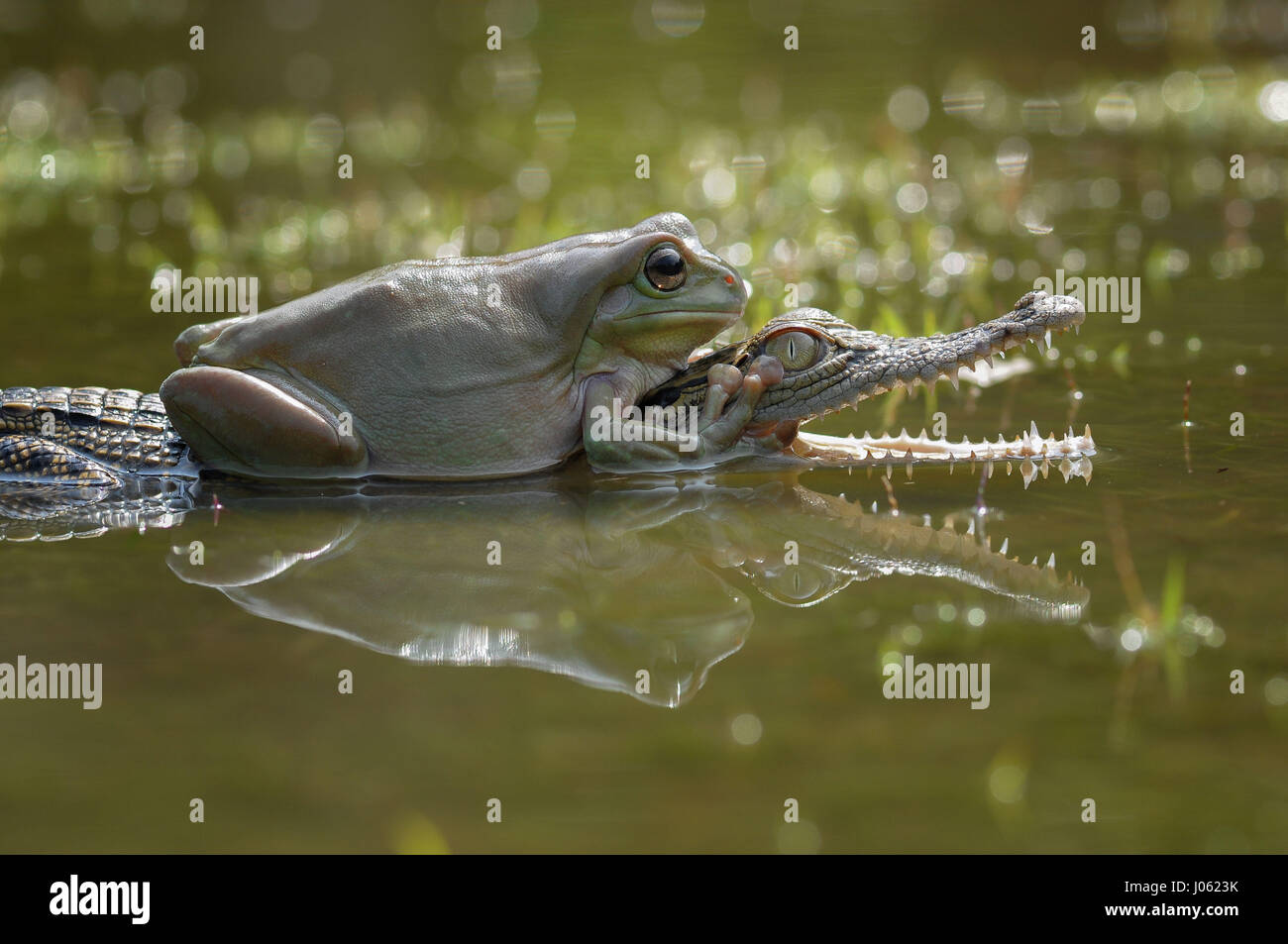 EAST JAVA, INDONESIA: HILARIOUS images have revealed the moment a huge ...