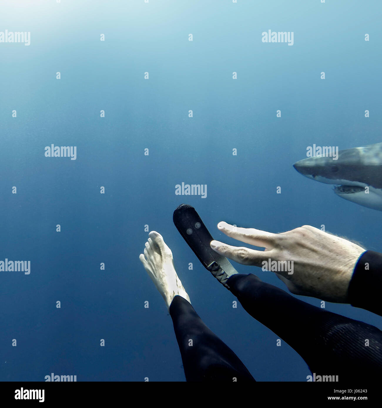 Mike Coots diving with Great White sharks. WATCH the amazing moment an ...