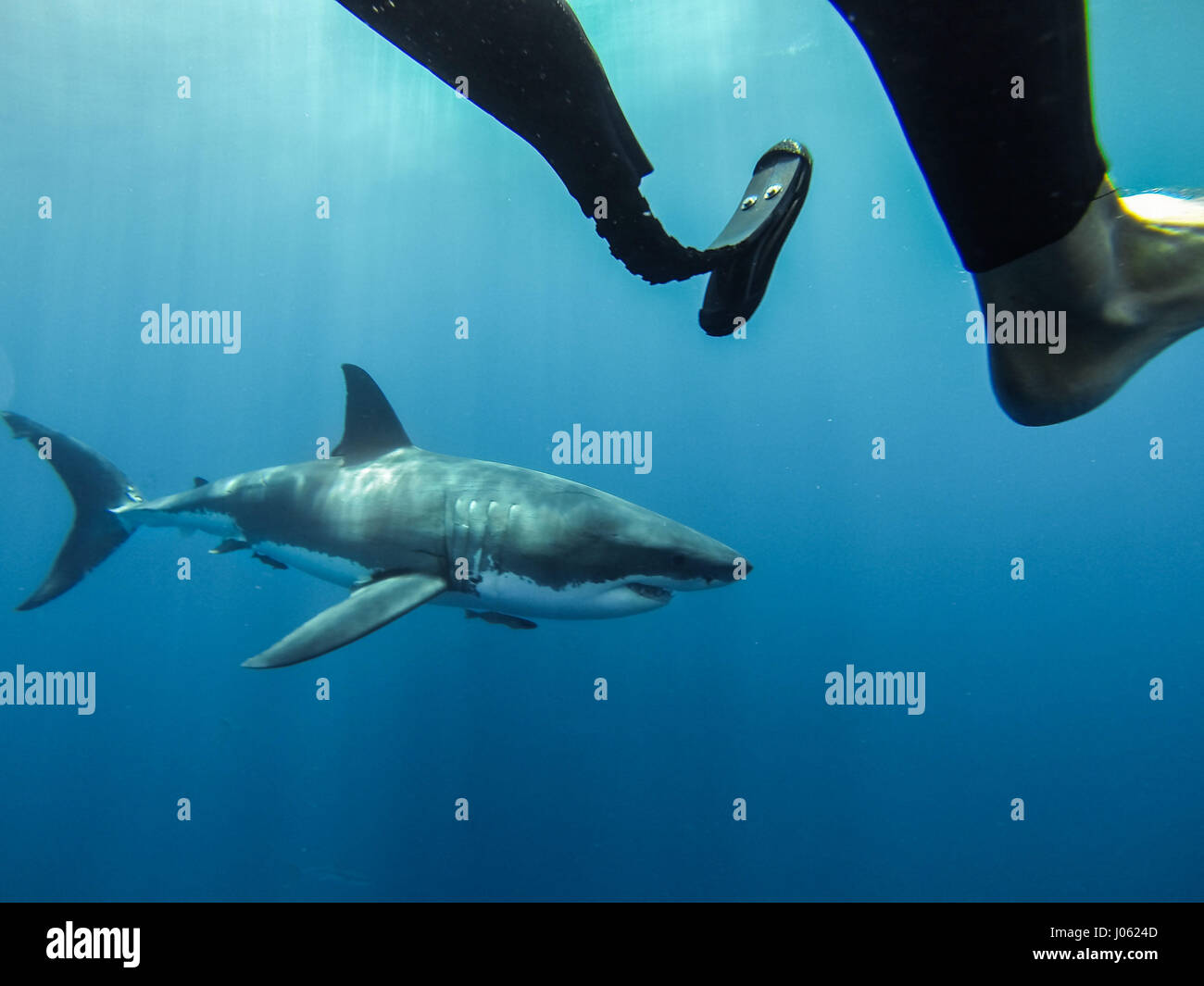 Mike Coots diving with Great White sharks. WATCH the amazing moment an ...