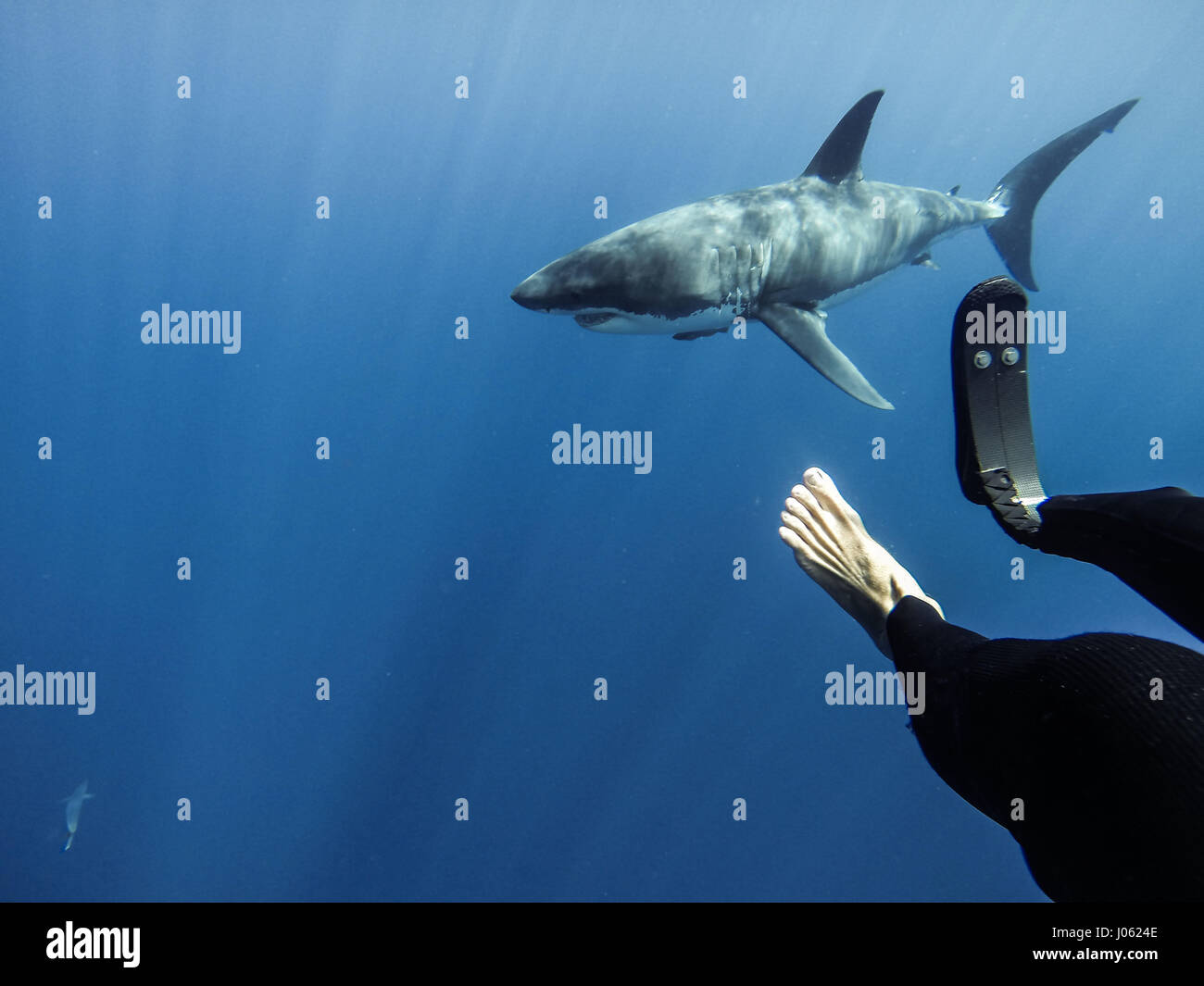Mike Coots diving with Great White sharks. WATCH the amazing moment an ...