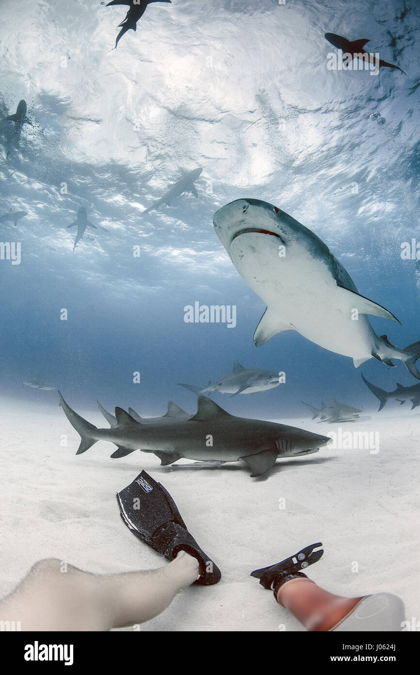 Tiger shark attack hi-res stock photography and images - Alamy