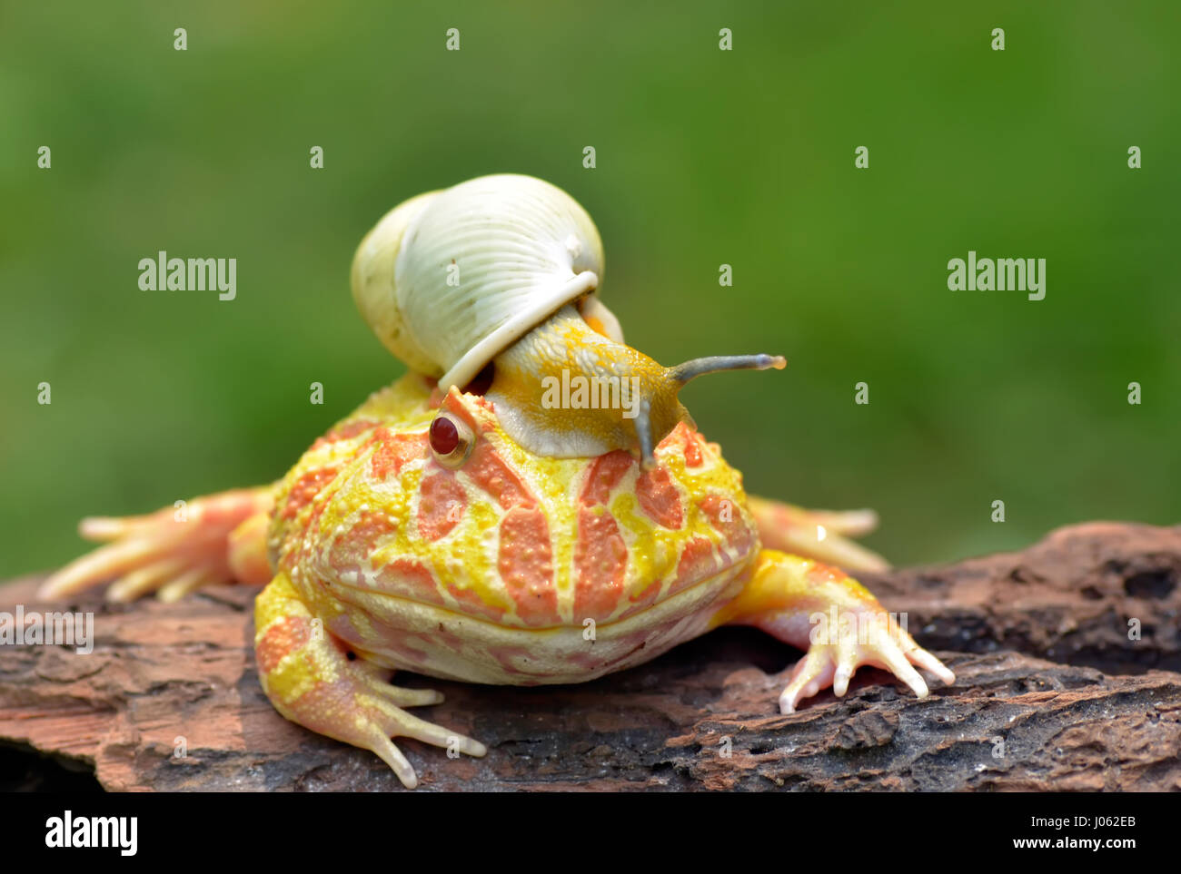 Sniffing at a log hi-res stock photography and images - Alamy