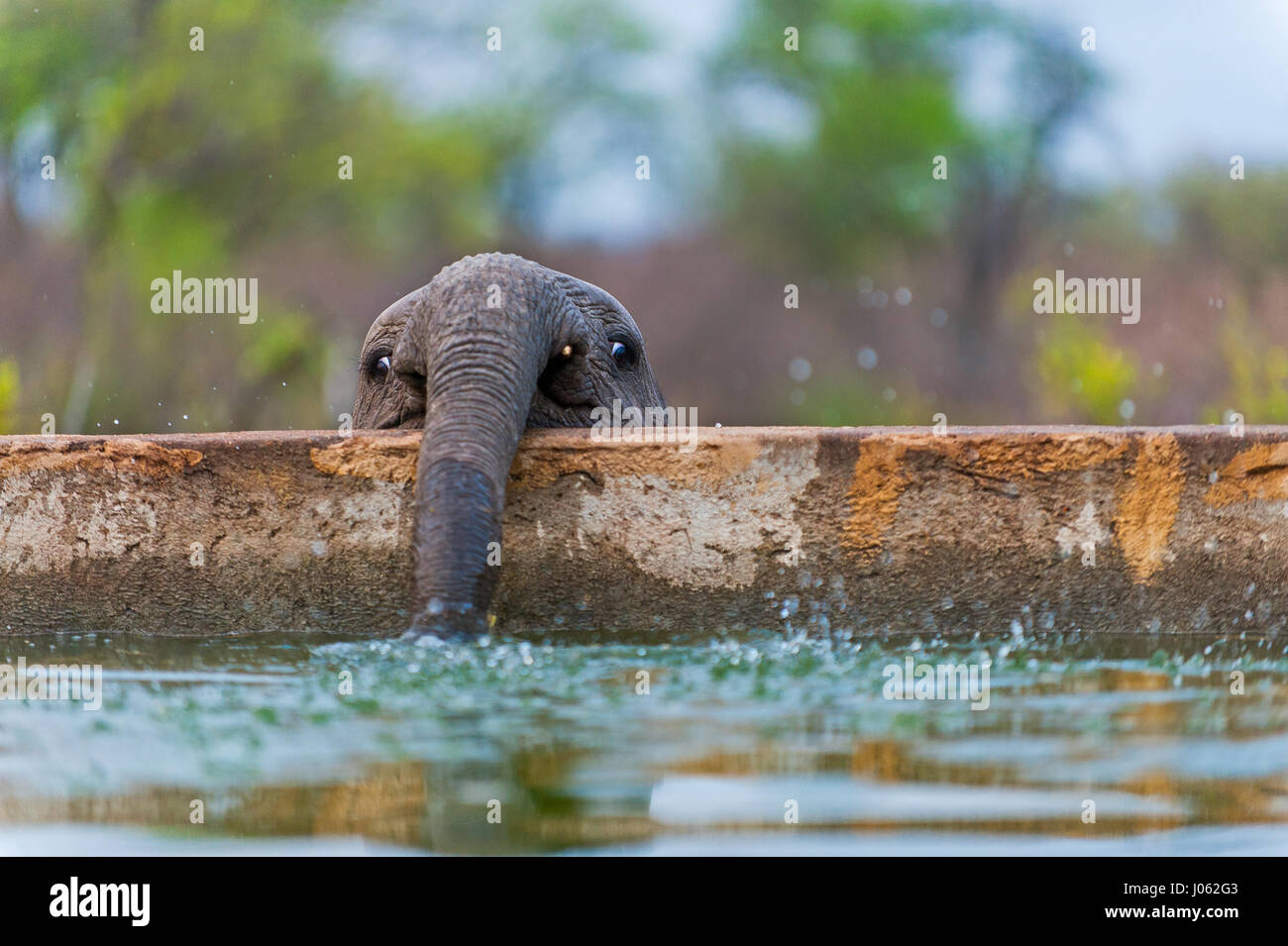 KRUGER NATIONAL PARK, SOUTH AFRICA: CUTE pictures have caught a baby ...