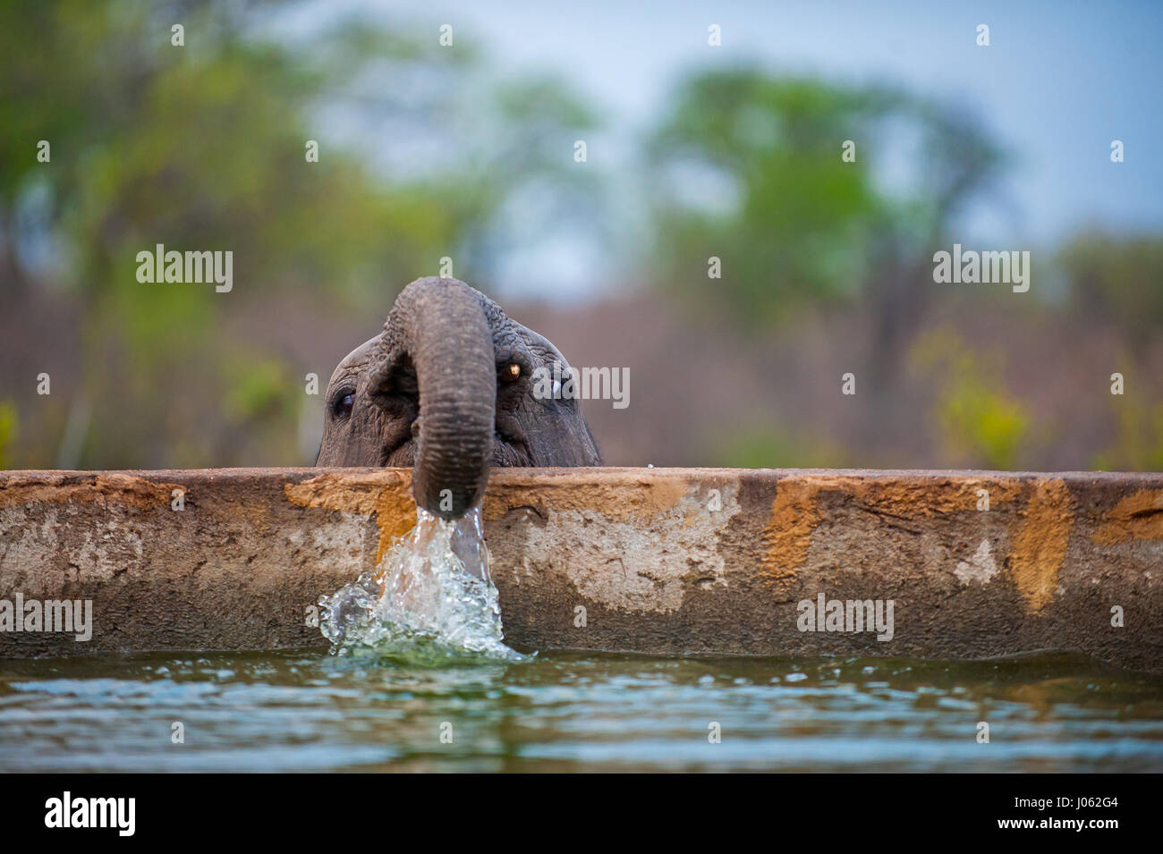 KRUGER NATIONAL PARK, SOUTH AFRICA: CUTE pictures have caught a baby ...