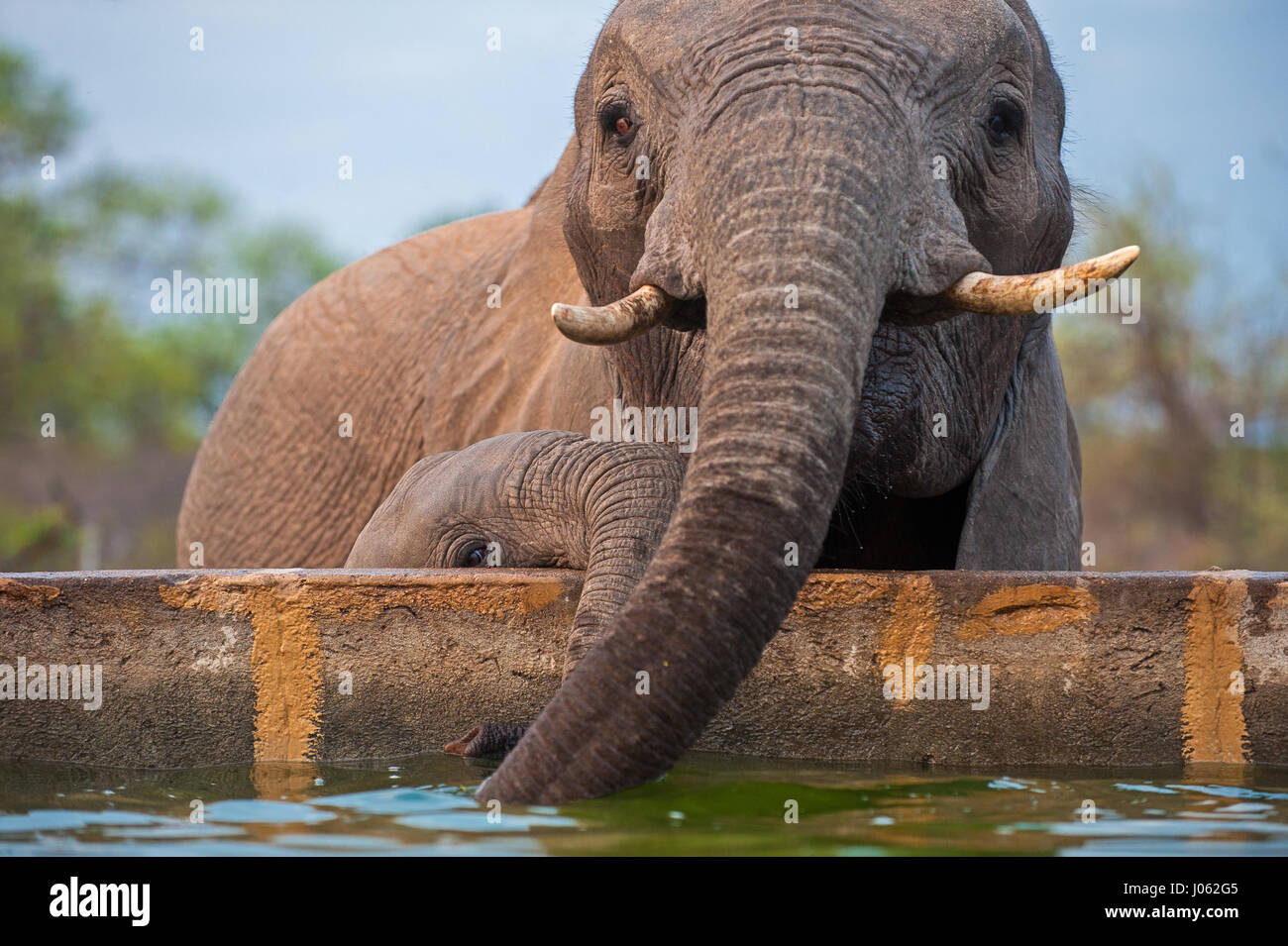 KRUGER NATIONAL PARK, SOUTH AFRICA: CUTE pictures have caught a baby ...