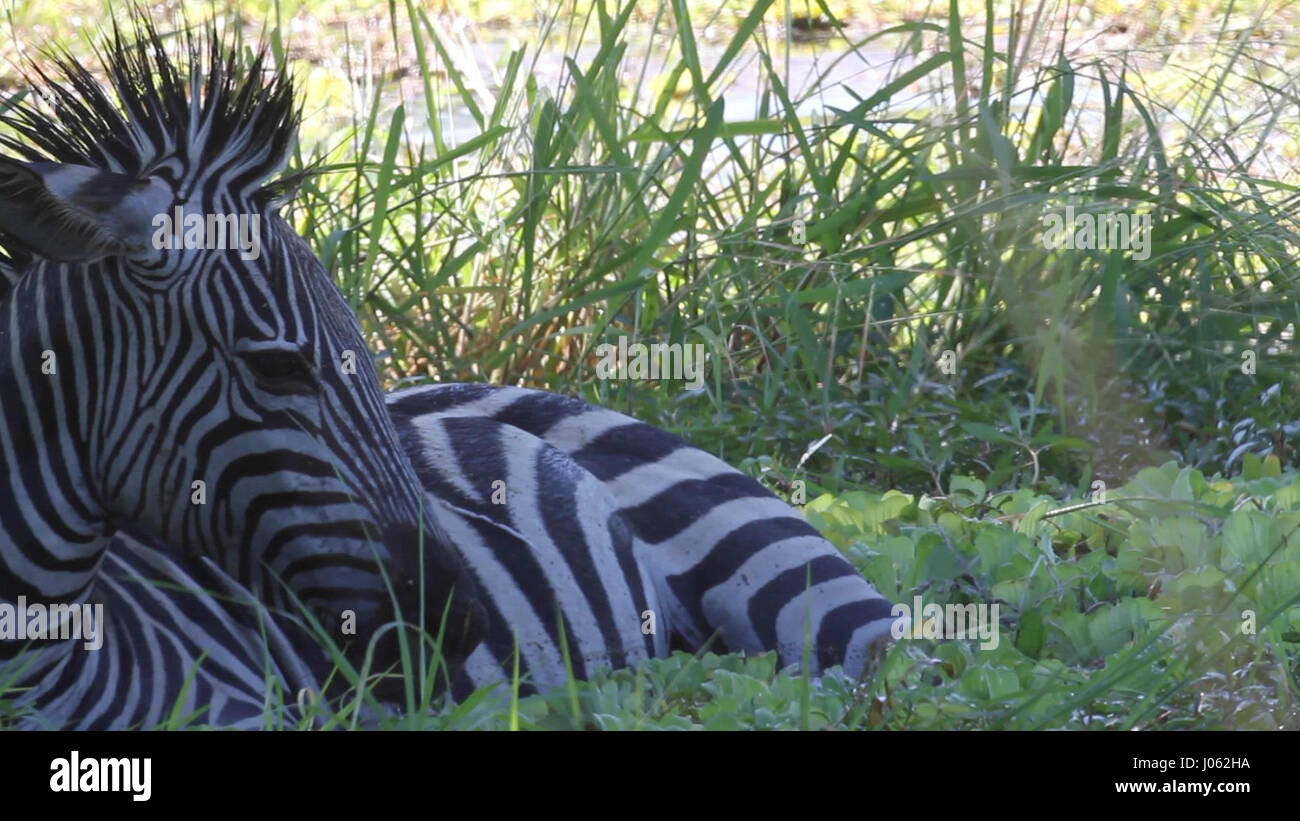 SOUTH LUANGWA, ZAMBIA: THRILLING footage has captured a zebra escaping ...