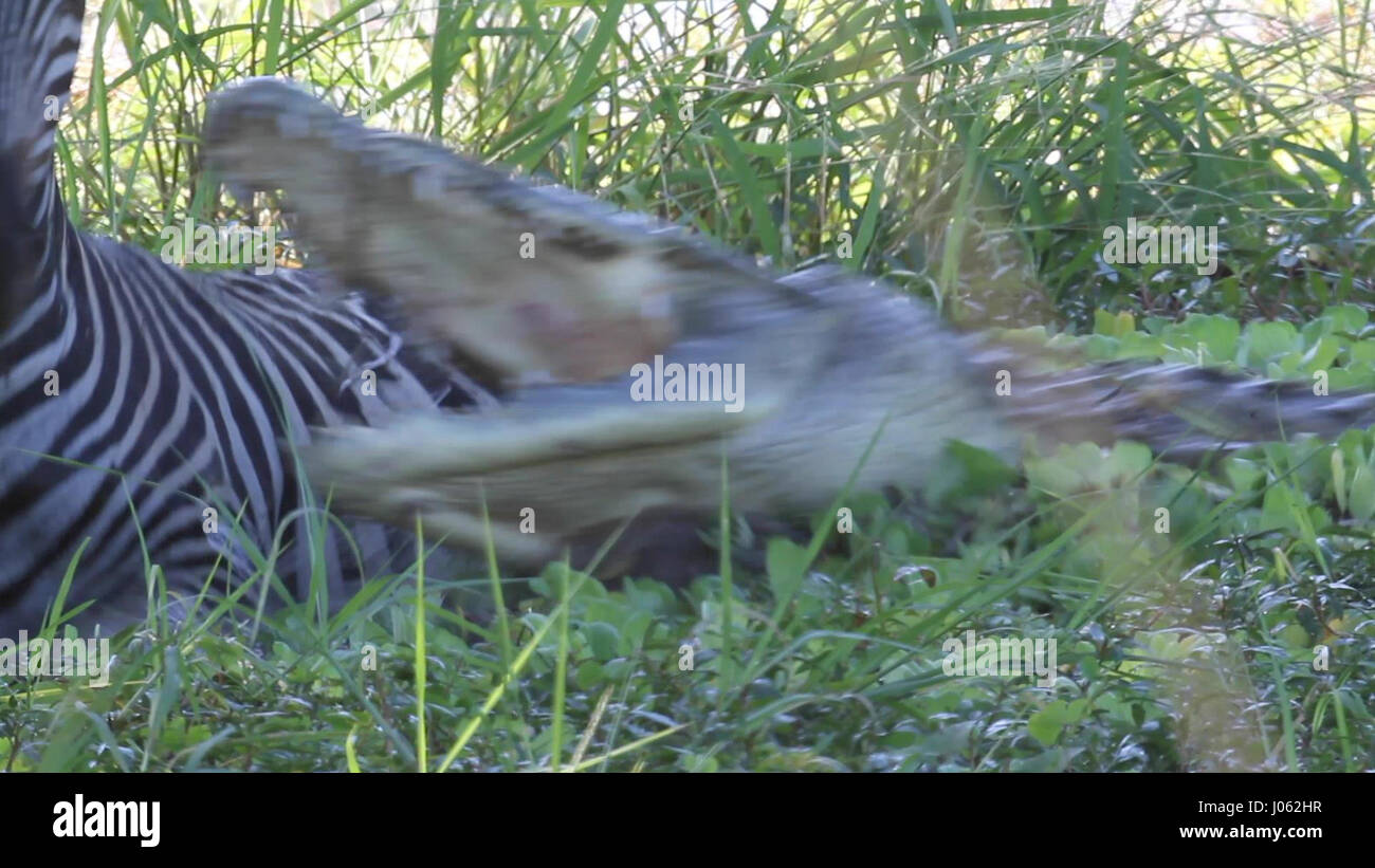 SOUTH LUANGWA, ZAMBIA: THRILLING footage has captured a zebra escaping ...