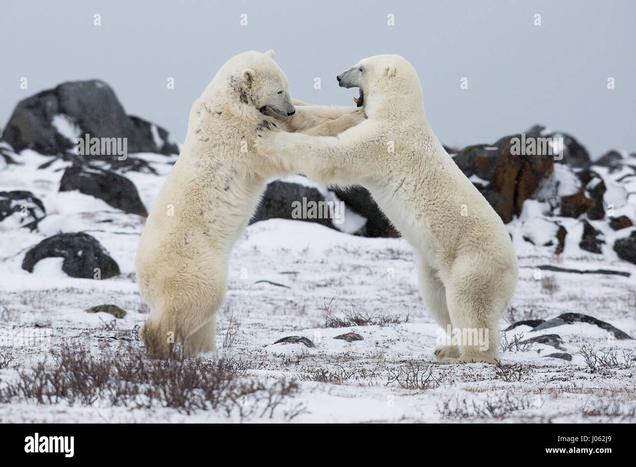 SPECTACULAR images of two male Polar bears fighting it out as snow ...