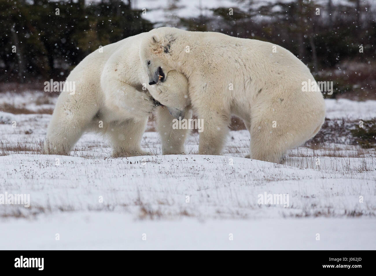 SPECTACULAR images of two male Polar bears fighting it out as snow ...