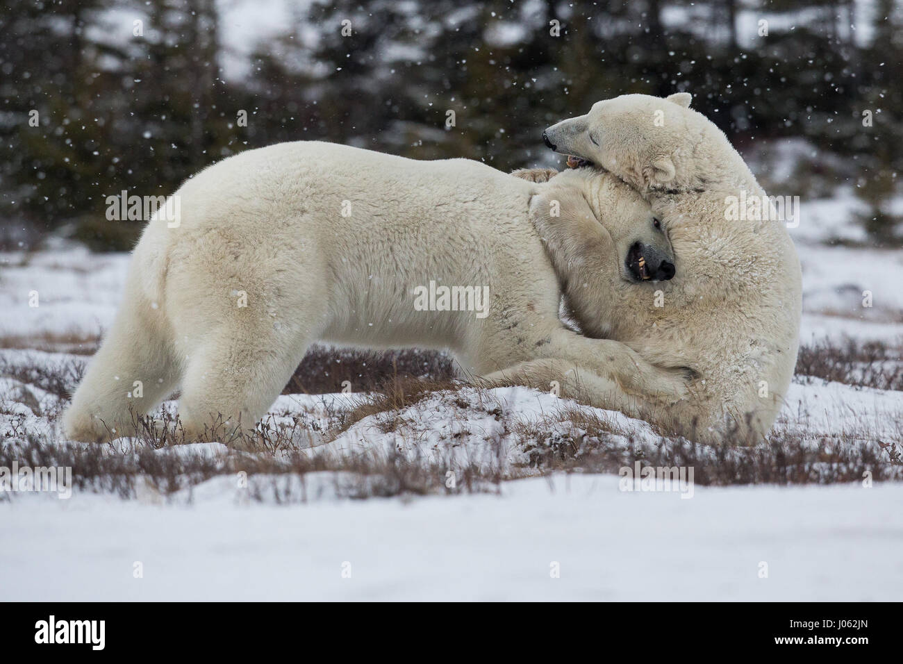 SPECTACULAR images of two male Polar bears fighting it out as snow ...