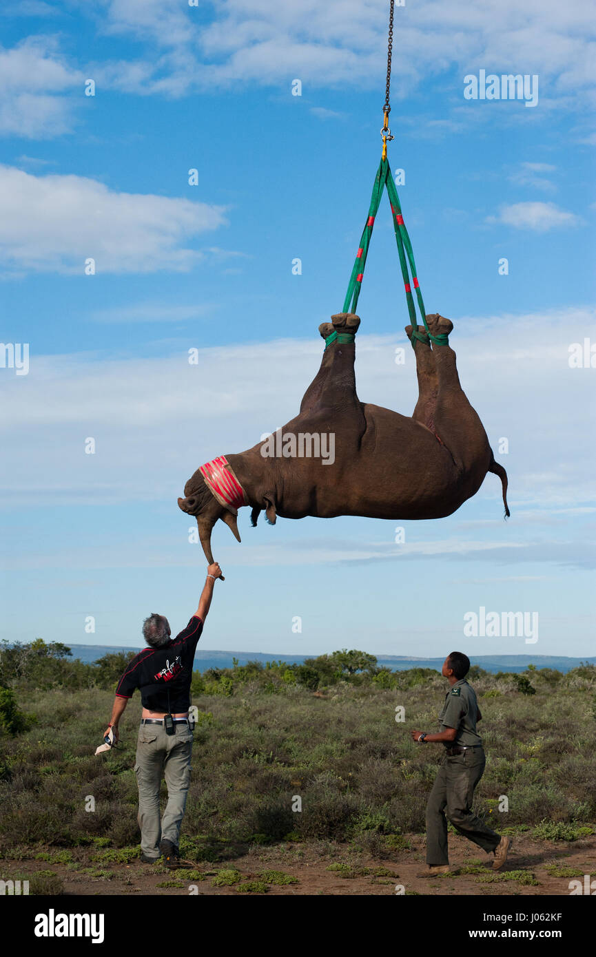 GREAT FISH RIVER RESERVE, SOUTH AFRICA: A rhino being lowered to the ...