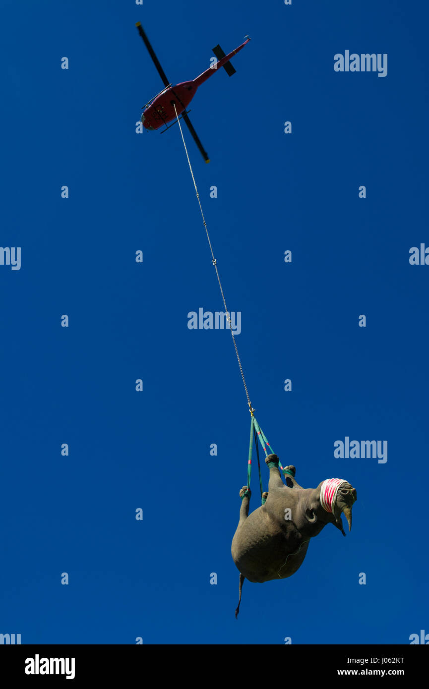 GREAT FISH RIVER RESERVE, SOUTH AFRICA: Rhino being lowered to the ...
