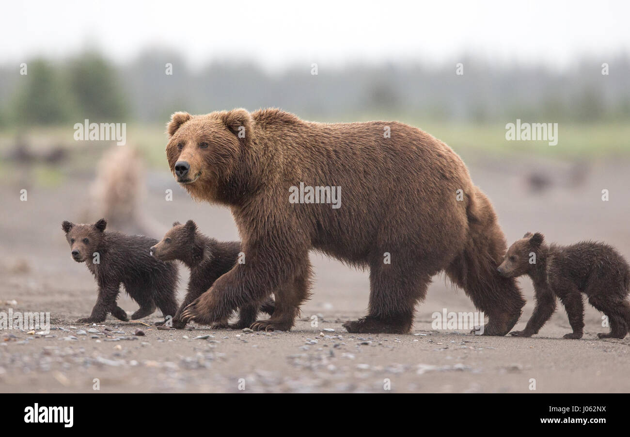 ALASKA, USA: TWO BROWN bears have been caught enjoying a romp on the ...