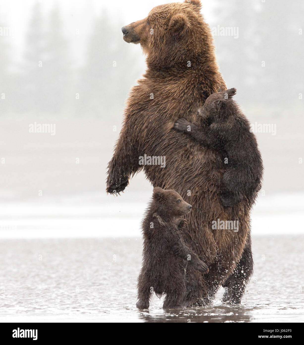ALASKA, USA: TWO BROWN bears have been caught enjoying a romp on the ...