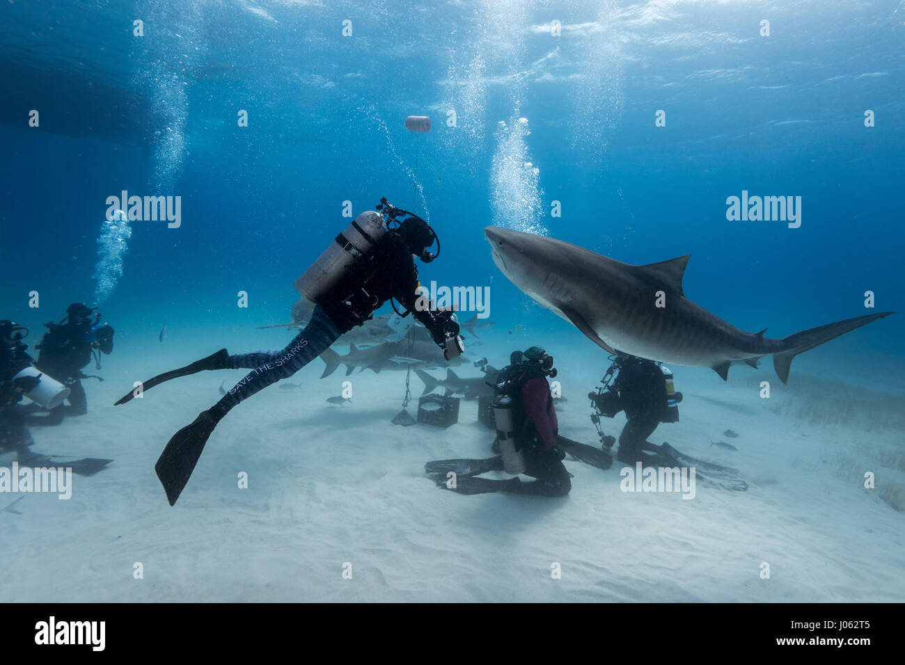 TIGER BEACH, GRAND BAHAMA: INCREDIBLE underwater images show the moment ...