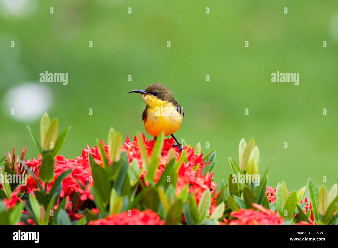 Olive backed sunbird hi-res stock photography and images - Alamy