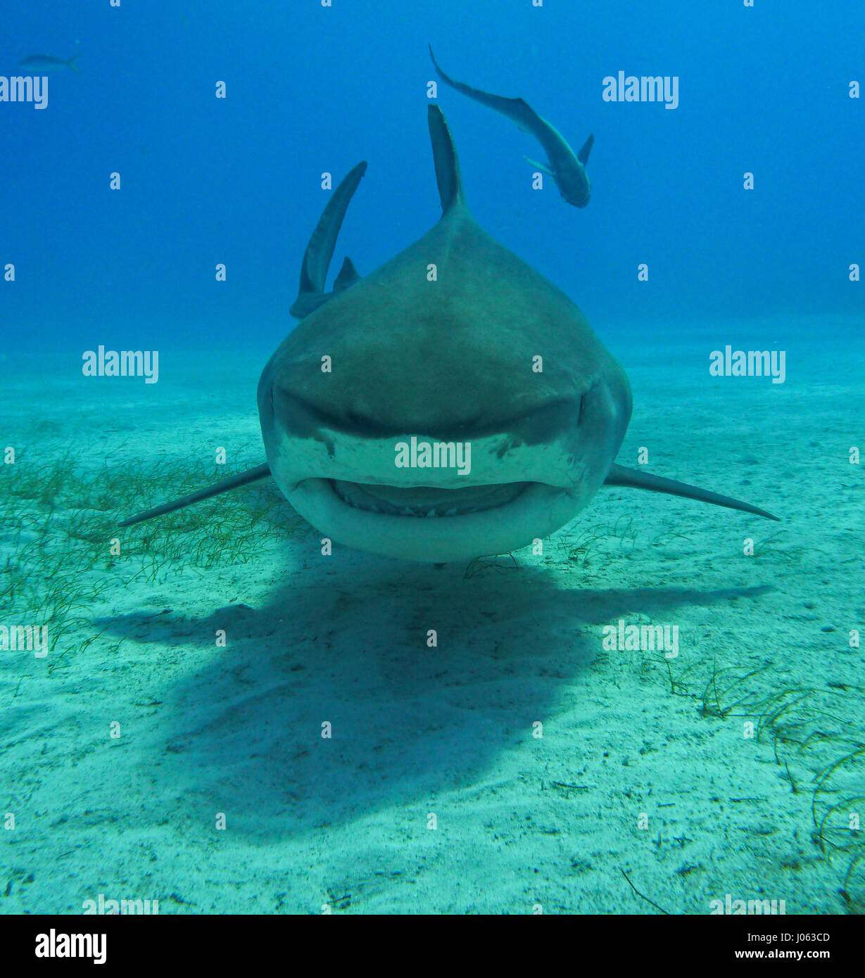 Tiger breath hi-res stock photography and images - Alamy