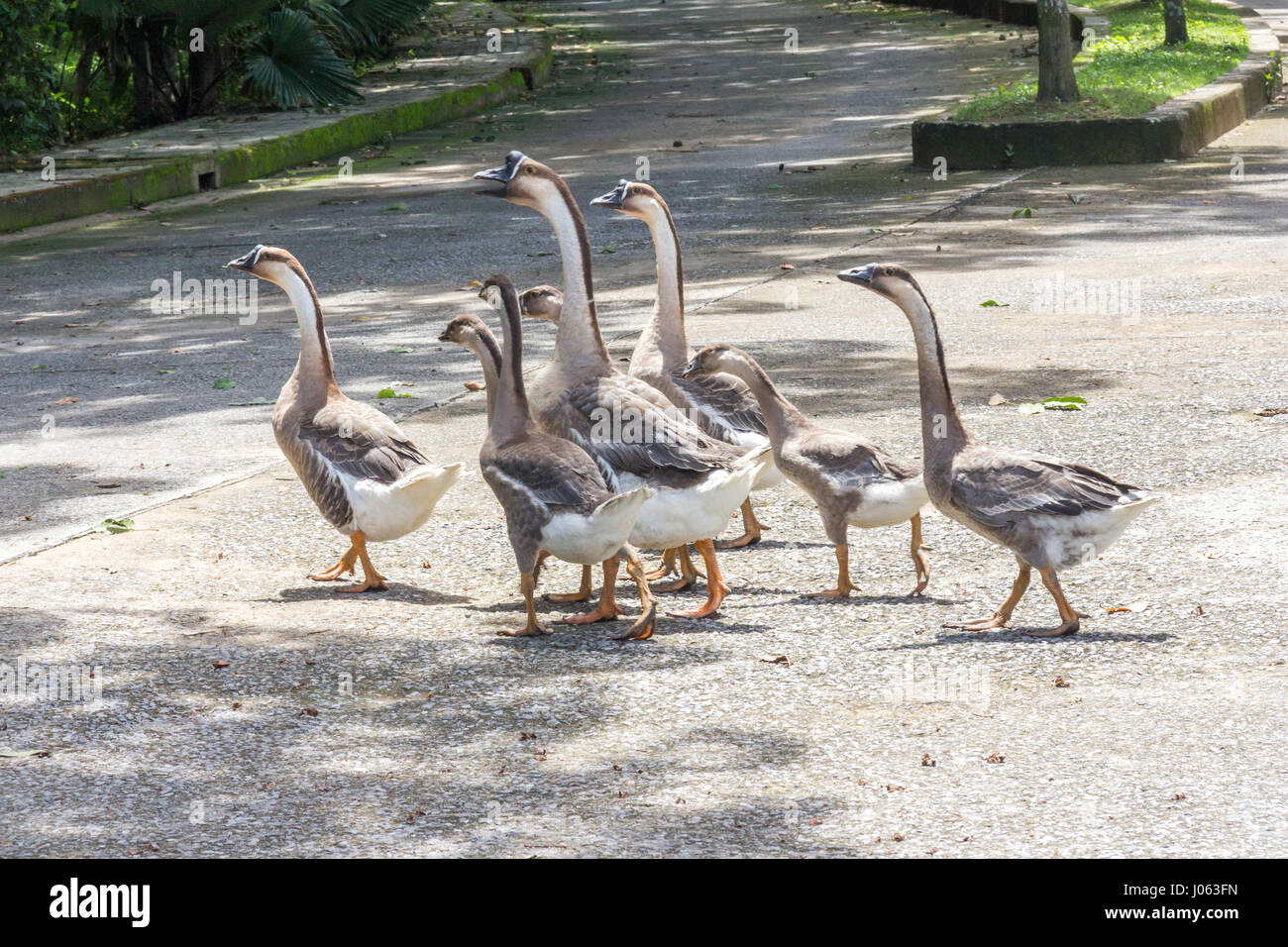 A gaggle of geese crossing the road Stock Photo - Alamy
